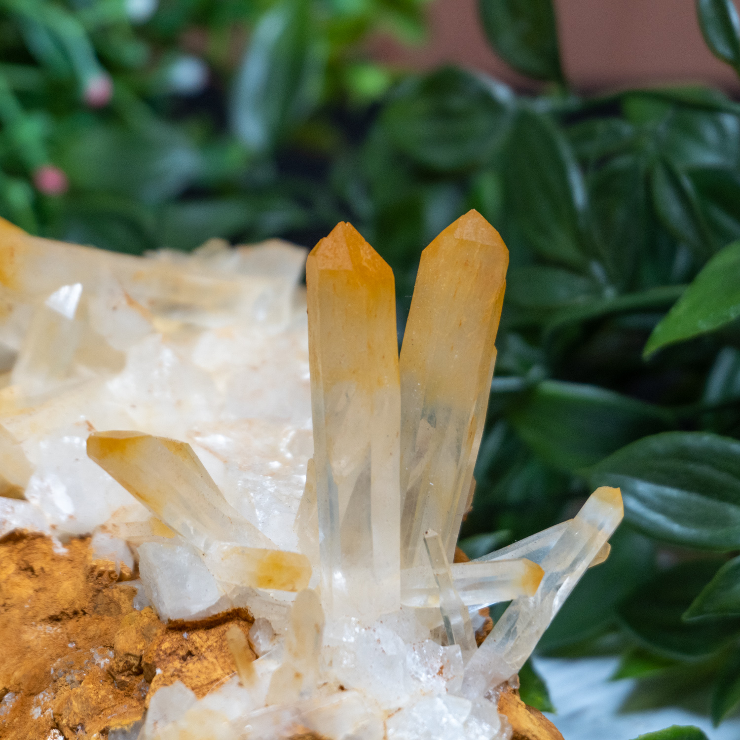 Mango Quartz #5 - The Crystal Council