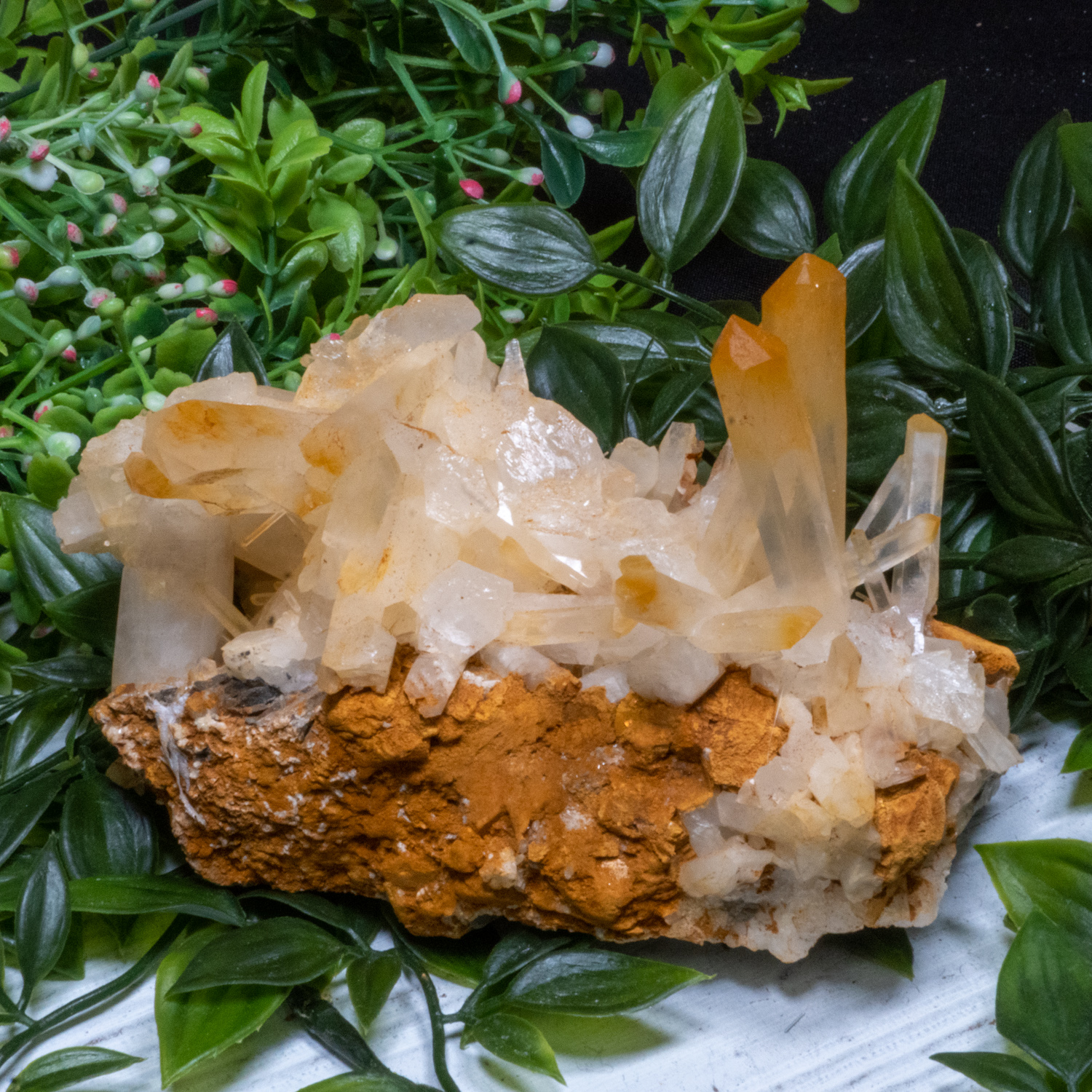 Mango Quartz #5 - The Crystal Council