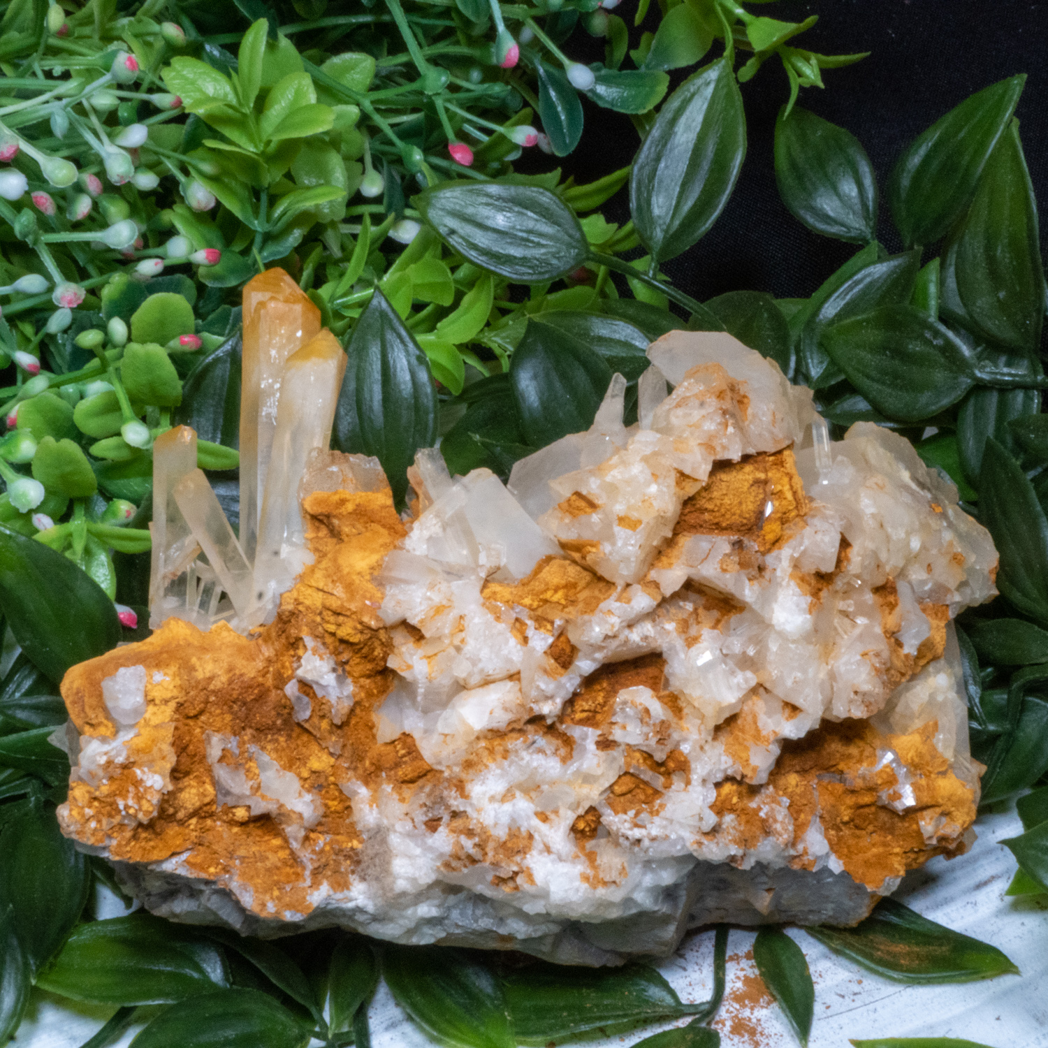 Mango Quartz #5 - The Crystal Council