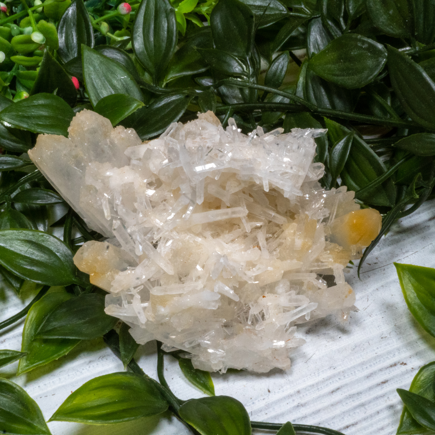 Mango Quartz #4 - The Crystal Council