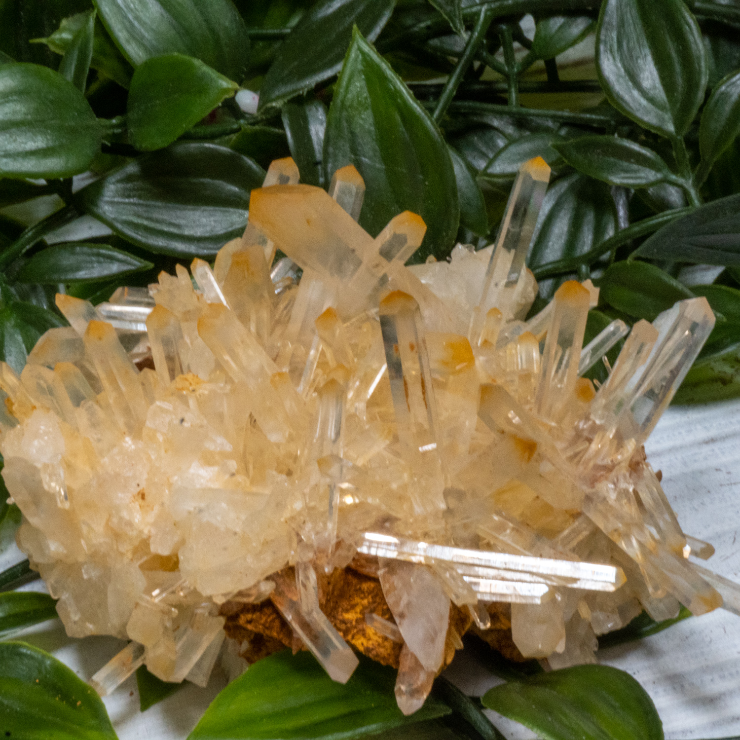 Mango Quartz #2 - The Crystal Council