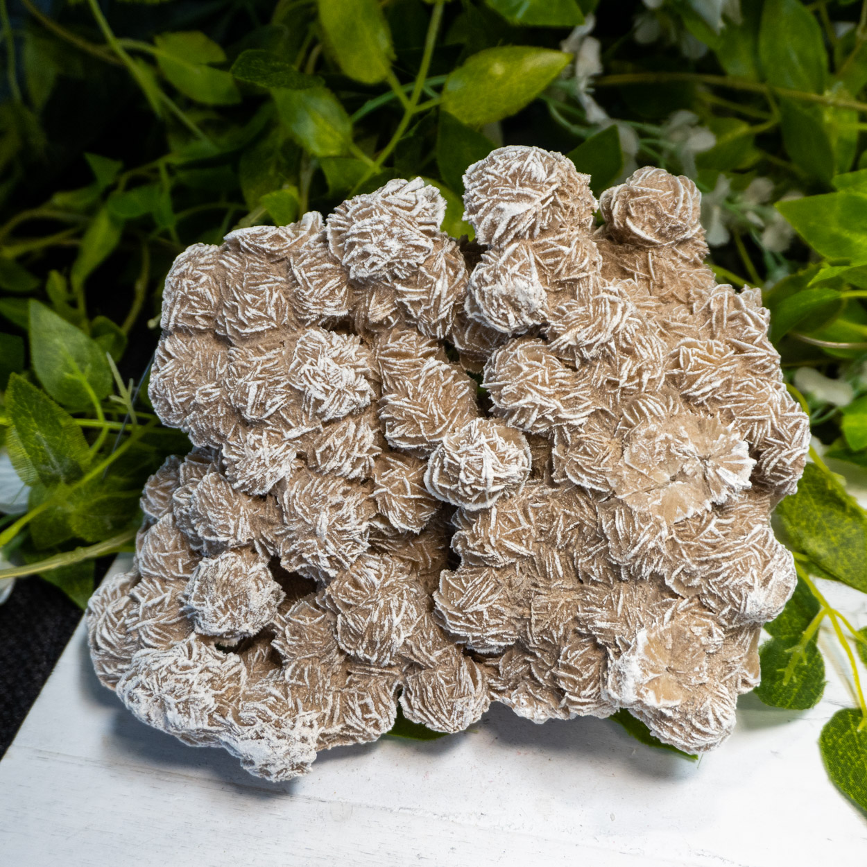 XL Desert Rose Selenite #10 - The Crystal Council