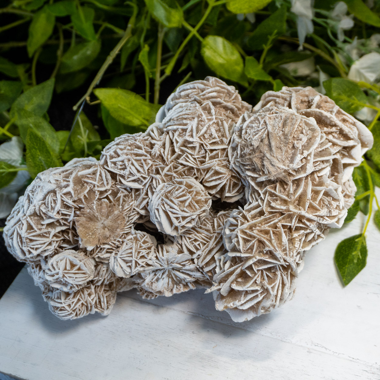 XL Desert Rose Selenite #1 - The Crystal Council