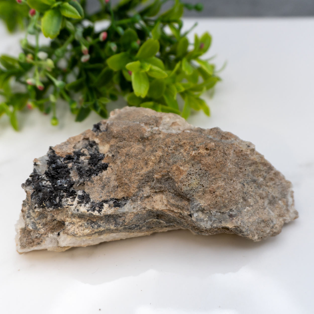 Neptunite #1 - The Crystal Council