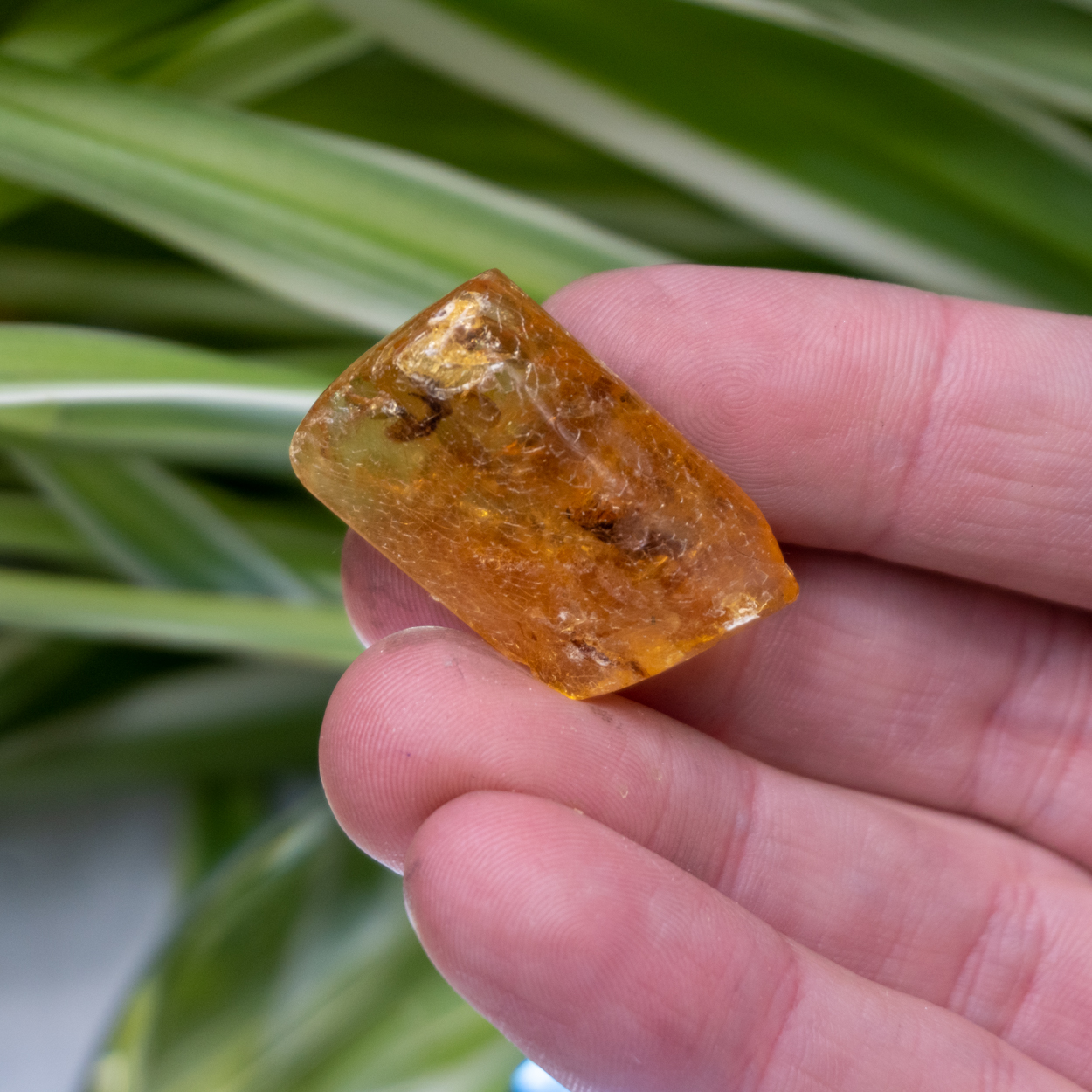Natural Amber with Case #3 - The Crystal Council