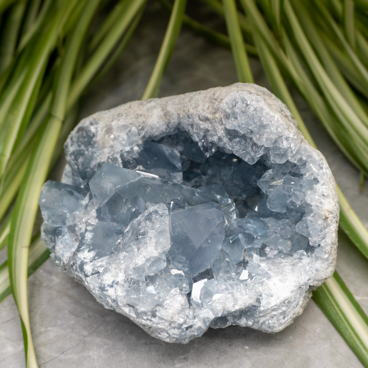 XL Celestite Geode #3 - The Crystal Council