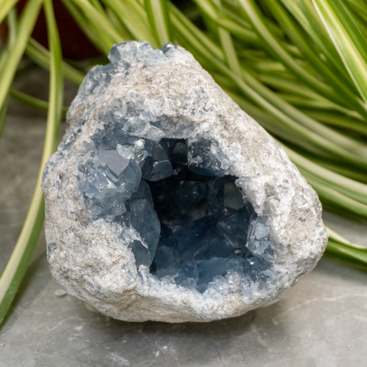 XL Celestite Geode #2 - The Crystal Council