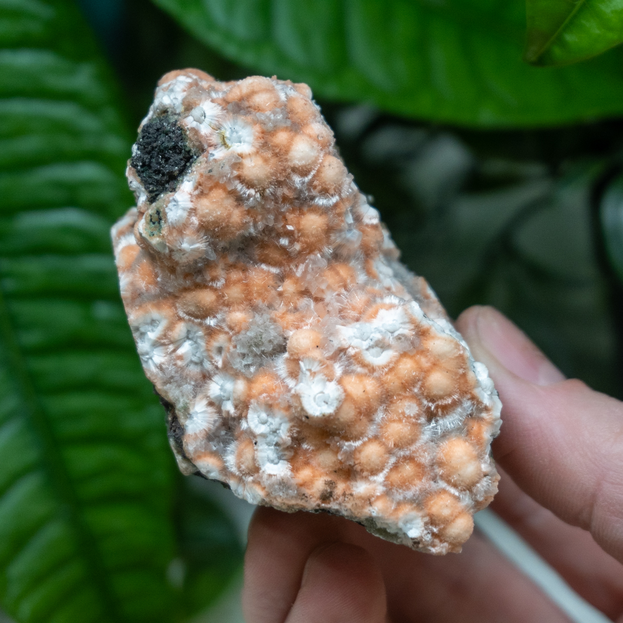 Raw Thomsonite #5 - The Crystal Council