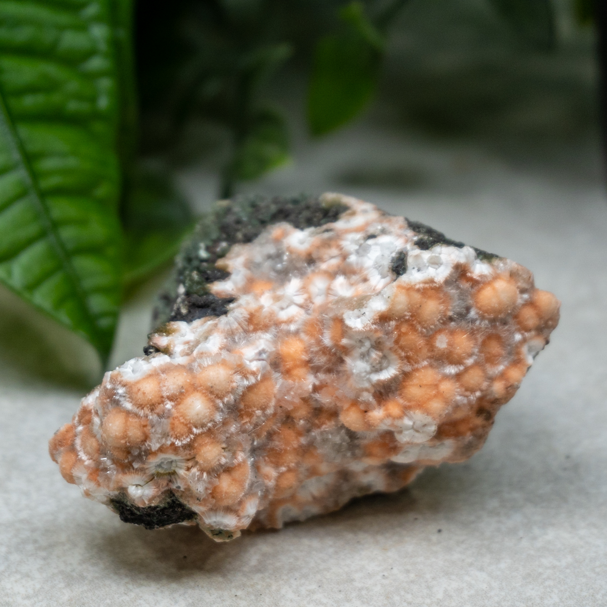 Raw Thomsonite #5 - The Crystal Council