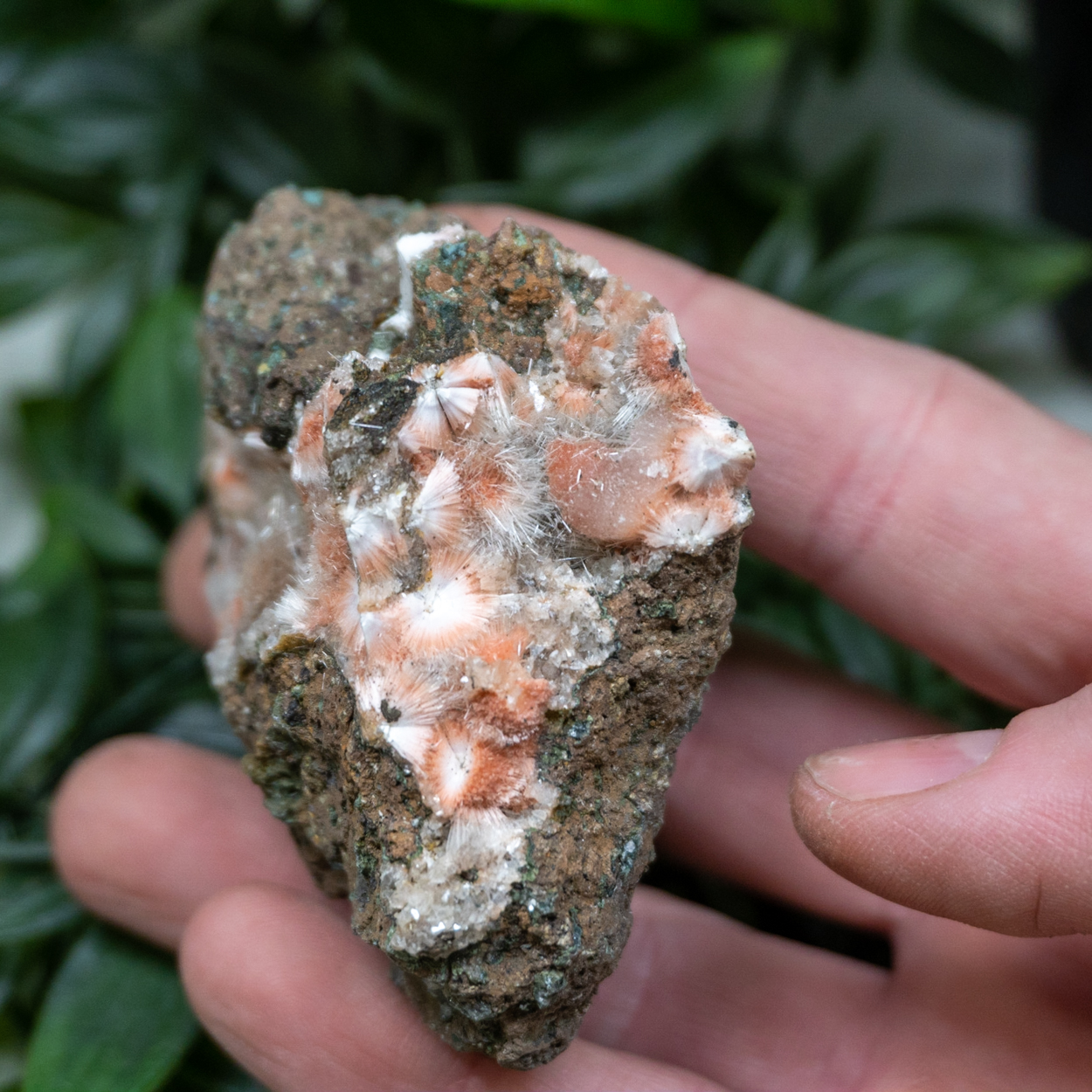 Raw Thomsonite #8 - The Crystal Council