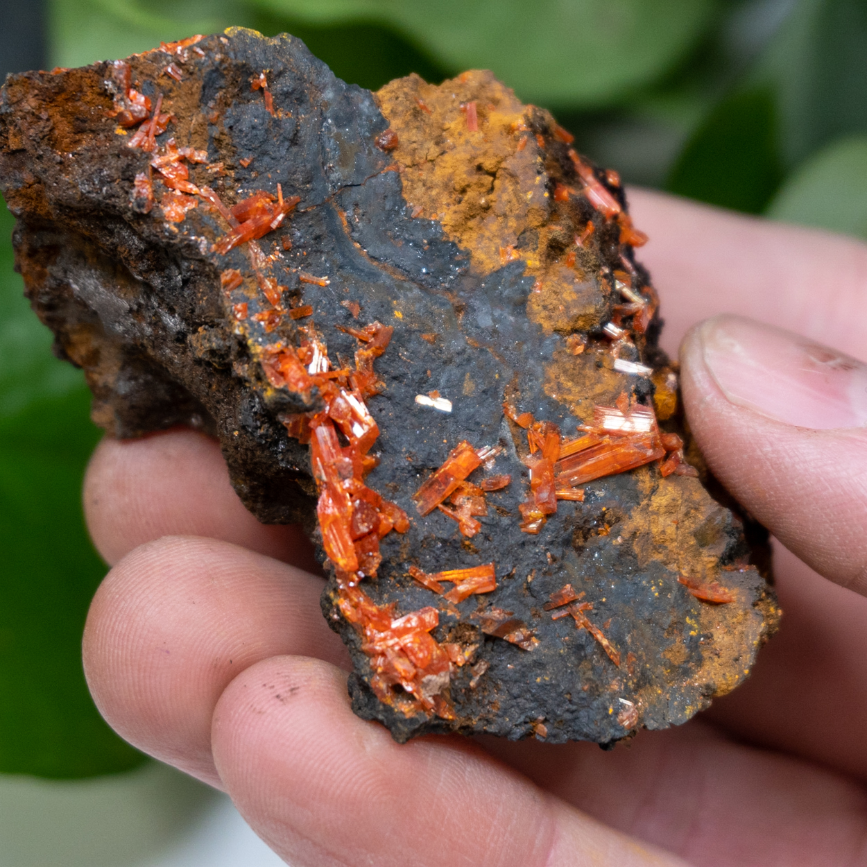 Raw Crocoite #3 - The Crystal Council