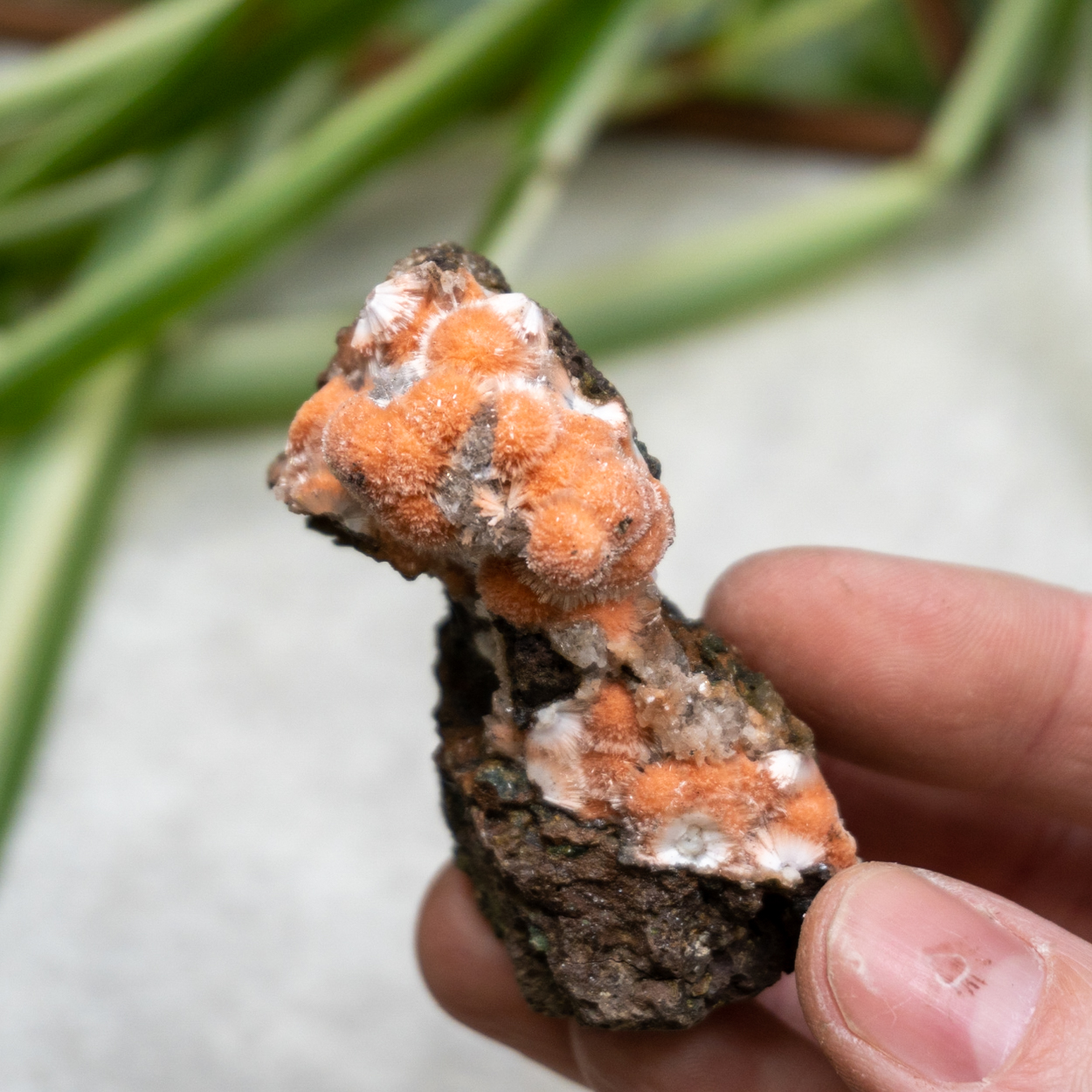 Raw Thomsonite #23 - The Crystal Council