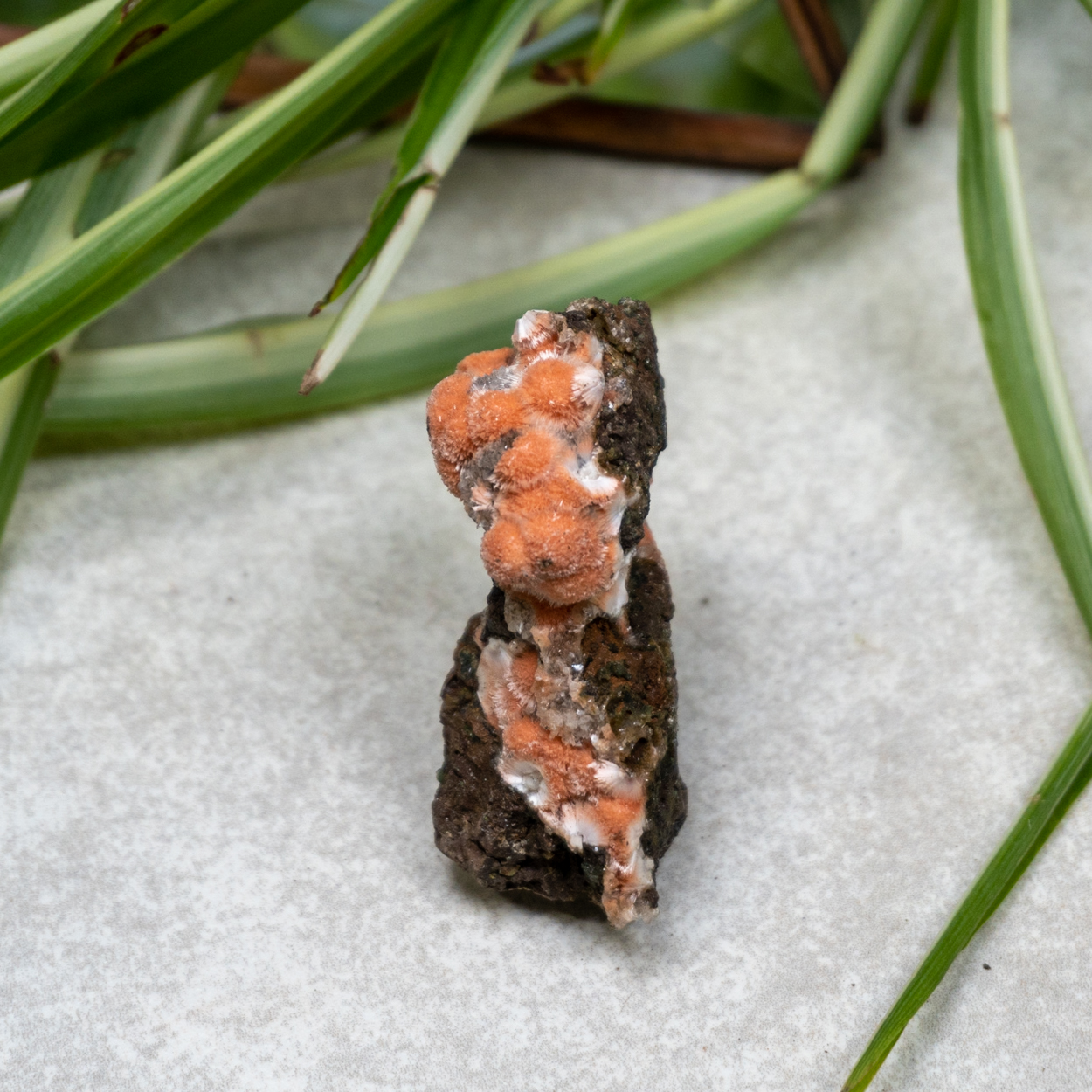 Raw Thomsonite #23 - The Crystal Council