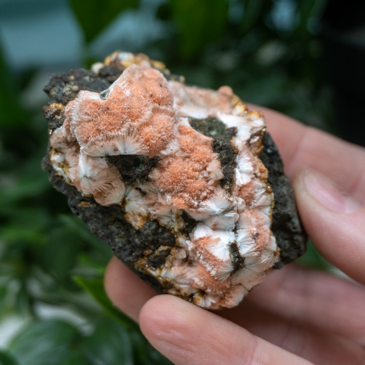 Raw Thomsonite #18 - The Crystal Council