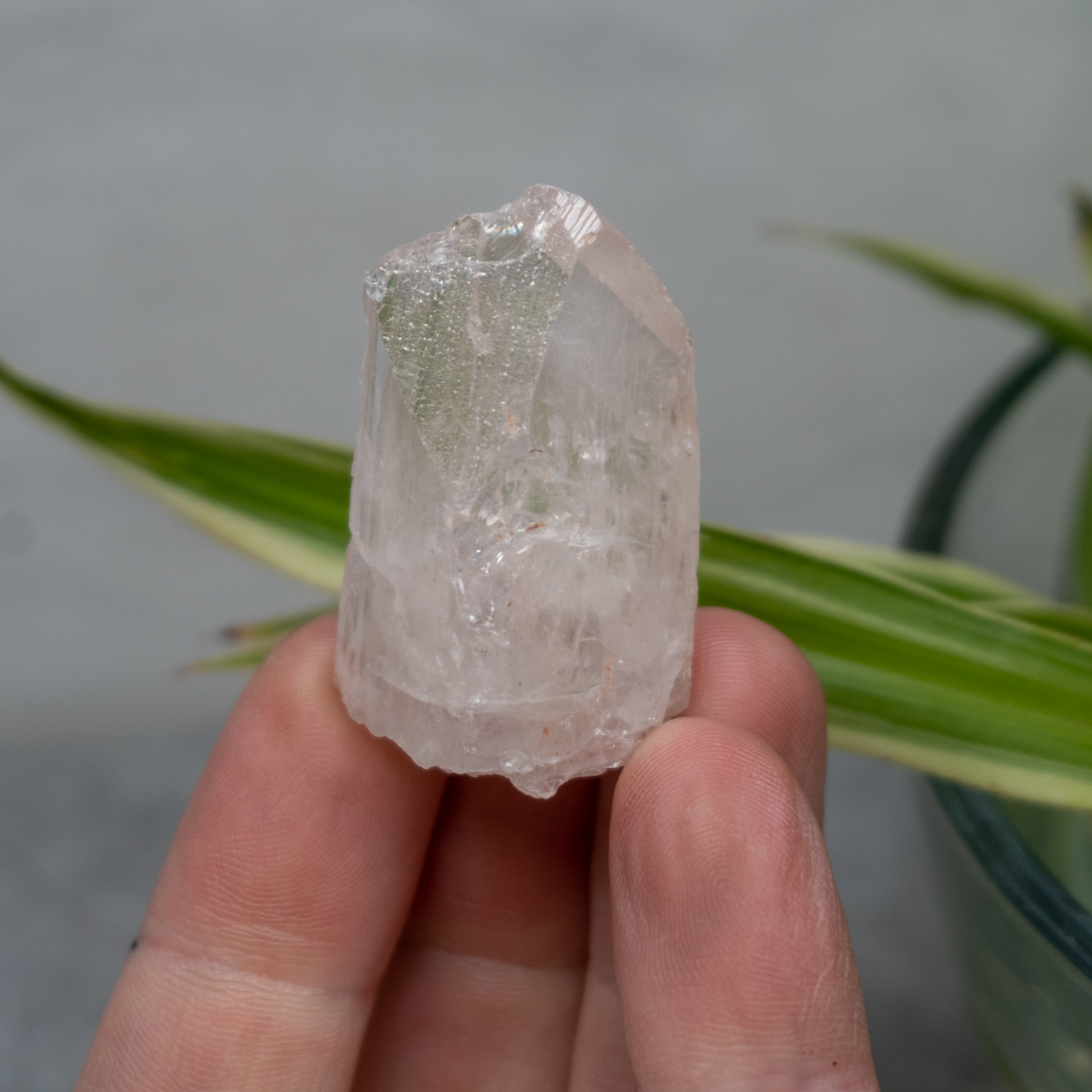Natural Danburite #3 - The Crystal Council