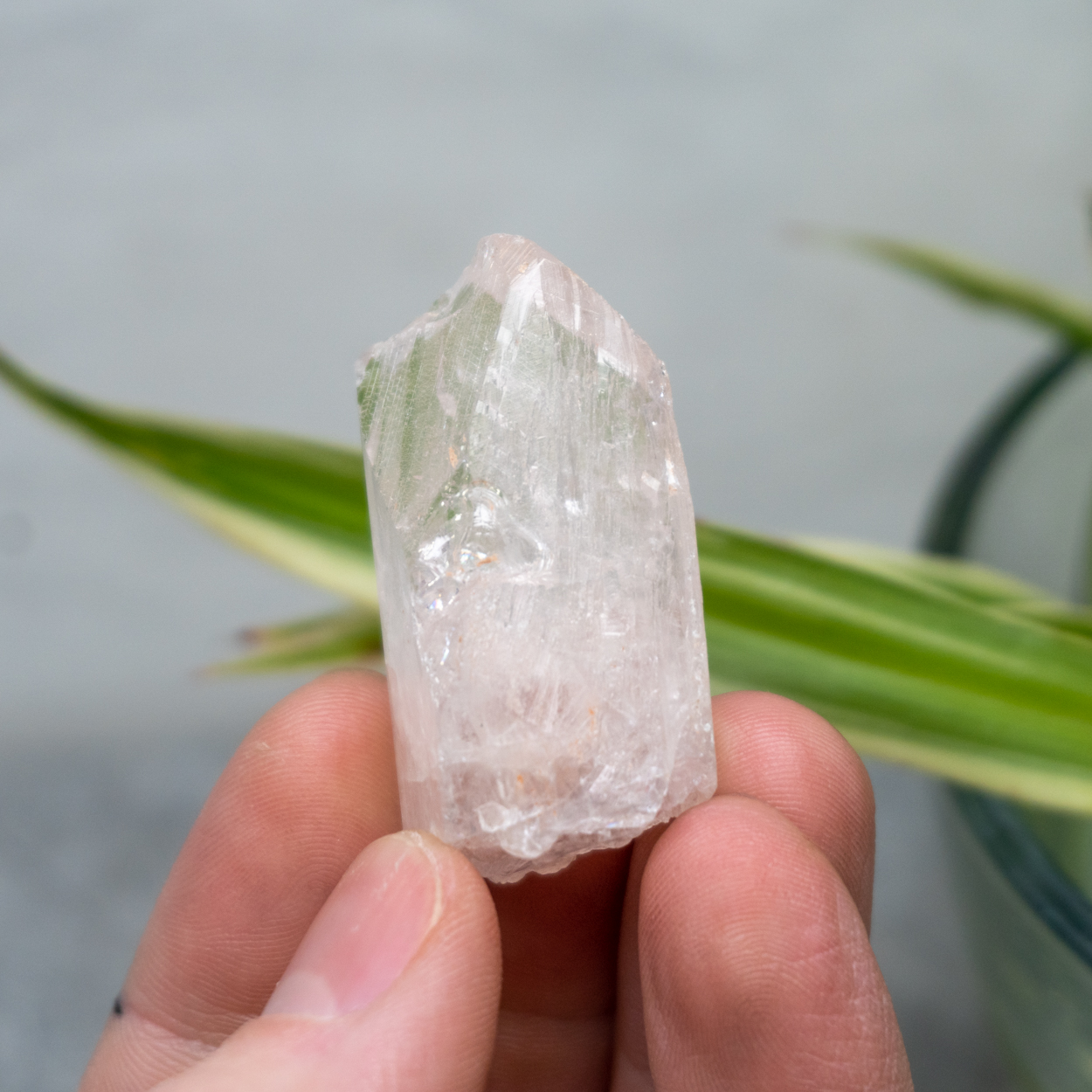 Natural Danburite #3 - The Crystal Council
