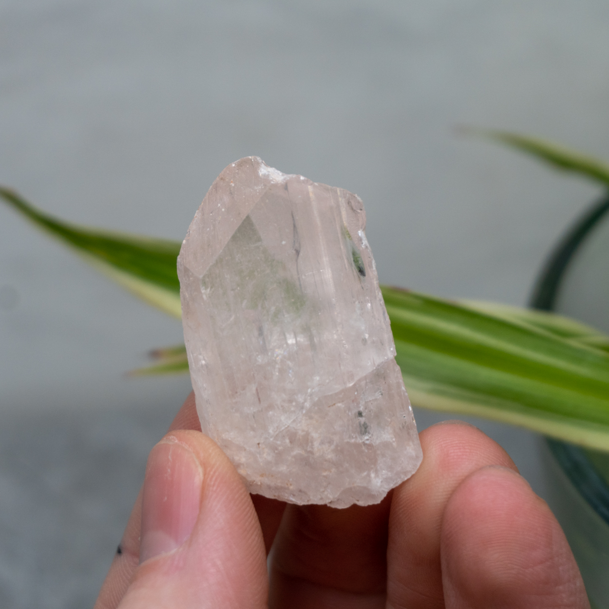 Natural Danburite #3 - The Crystal Council