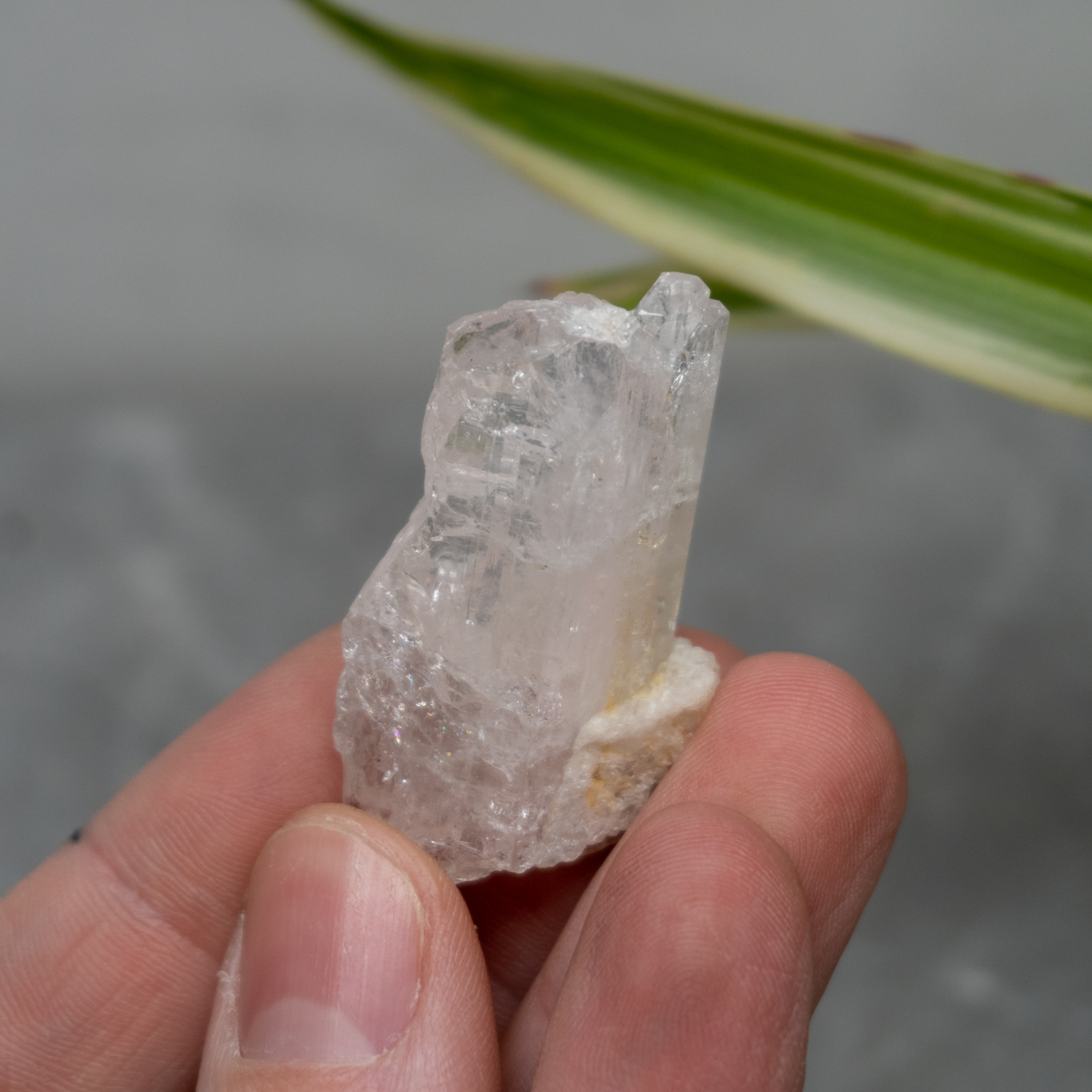 Natural Danburite #2 - The Crystal Council