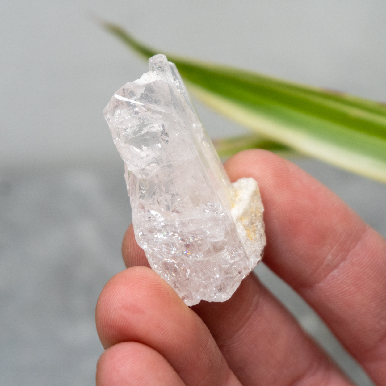 Natural Danburite #2 - The Crystal Council