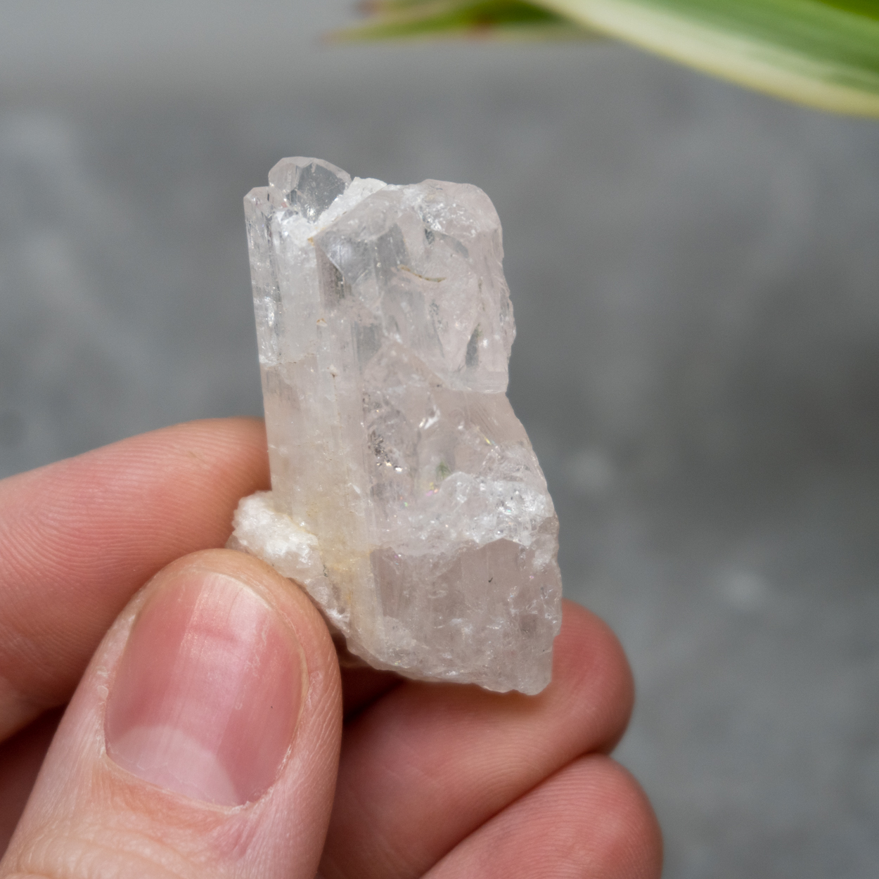 Natural Danburite #2 - The Crystal Council