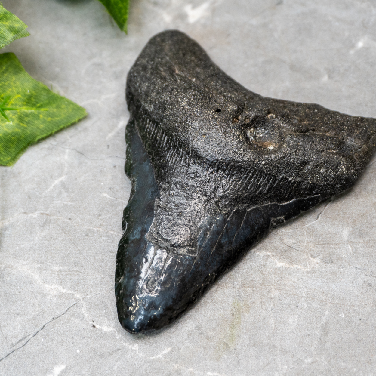 Megladon Shark Tooth #5 - The Crystal Council
