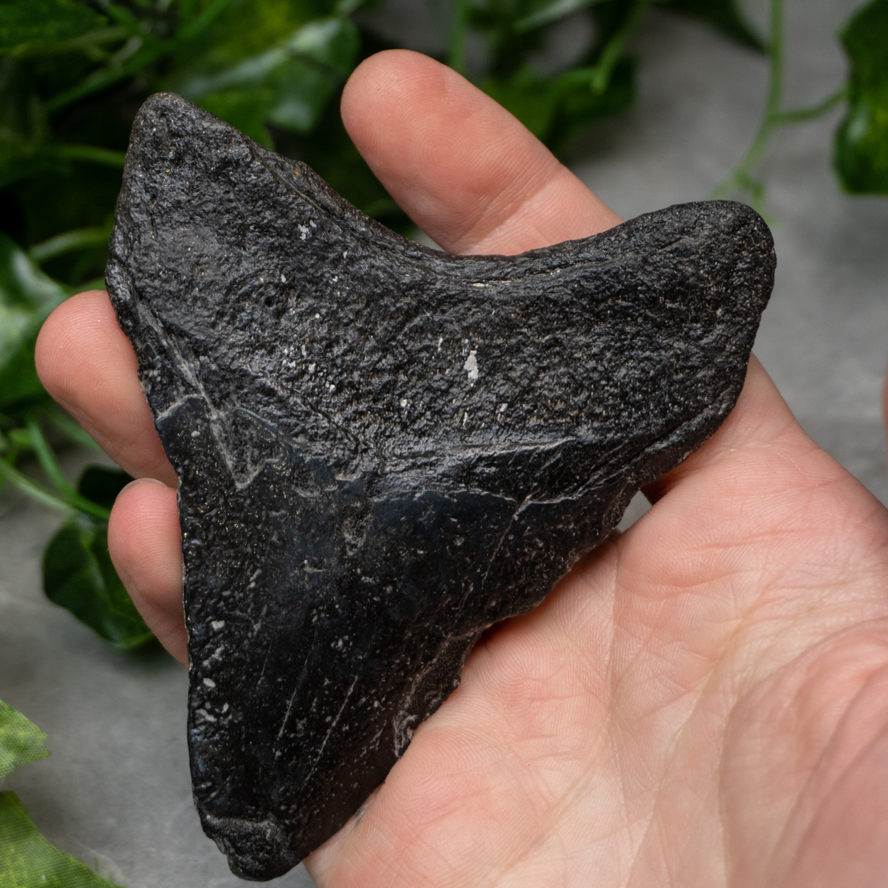 Megladon Shark Tooth #5 - The Crystal Council