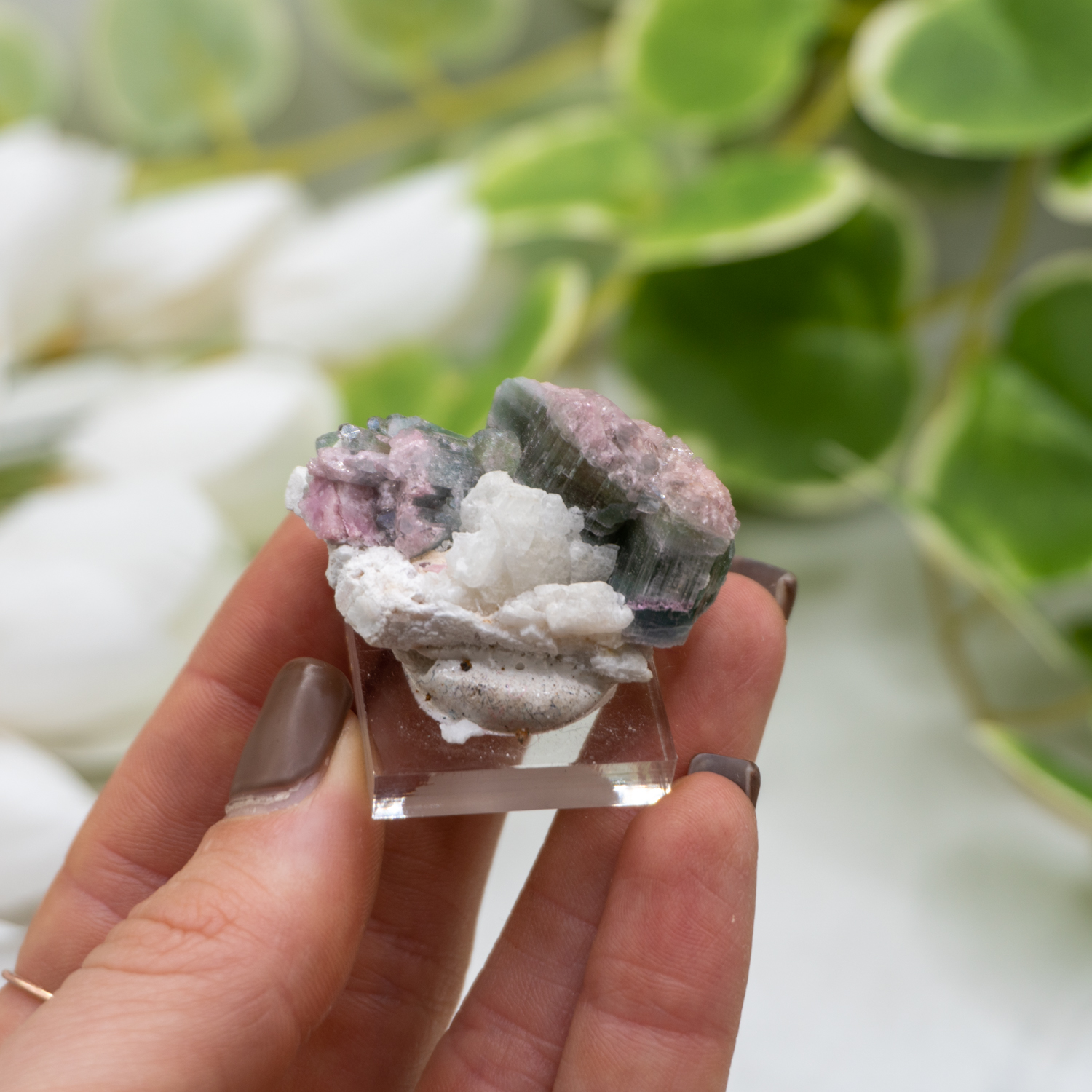 Watermelon Tourmaline #1 - The Crystal Council