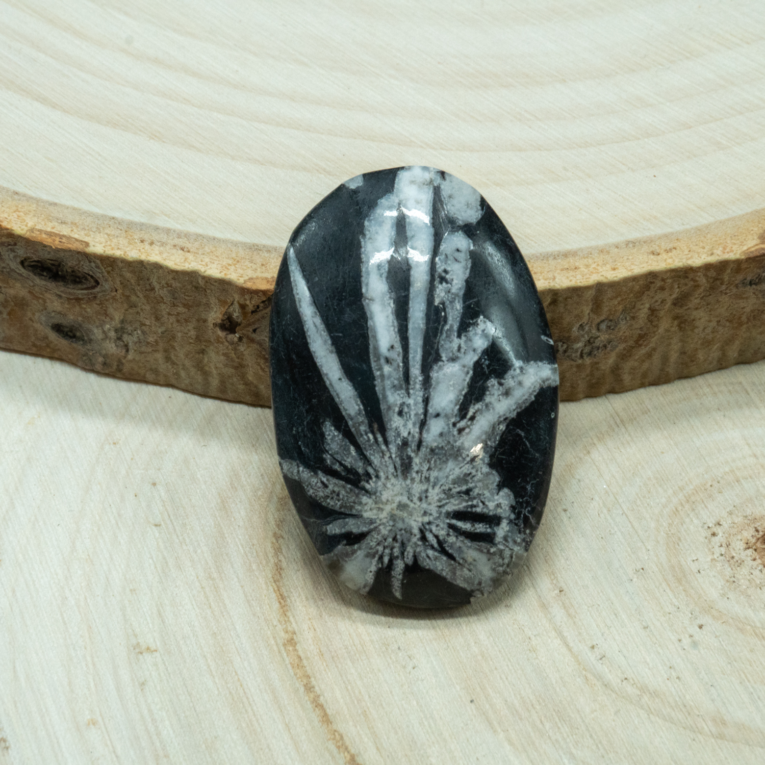 Chrysanthemum Stone Cabachon #1 - The Crystal Council