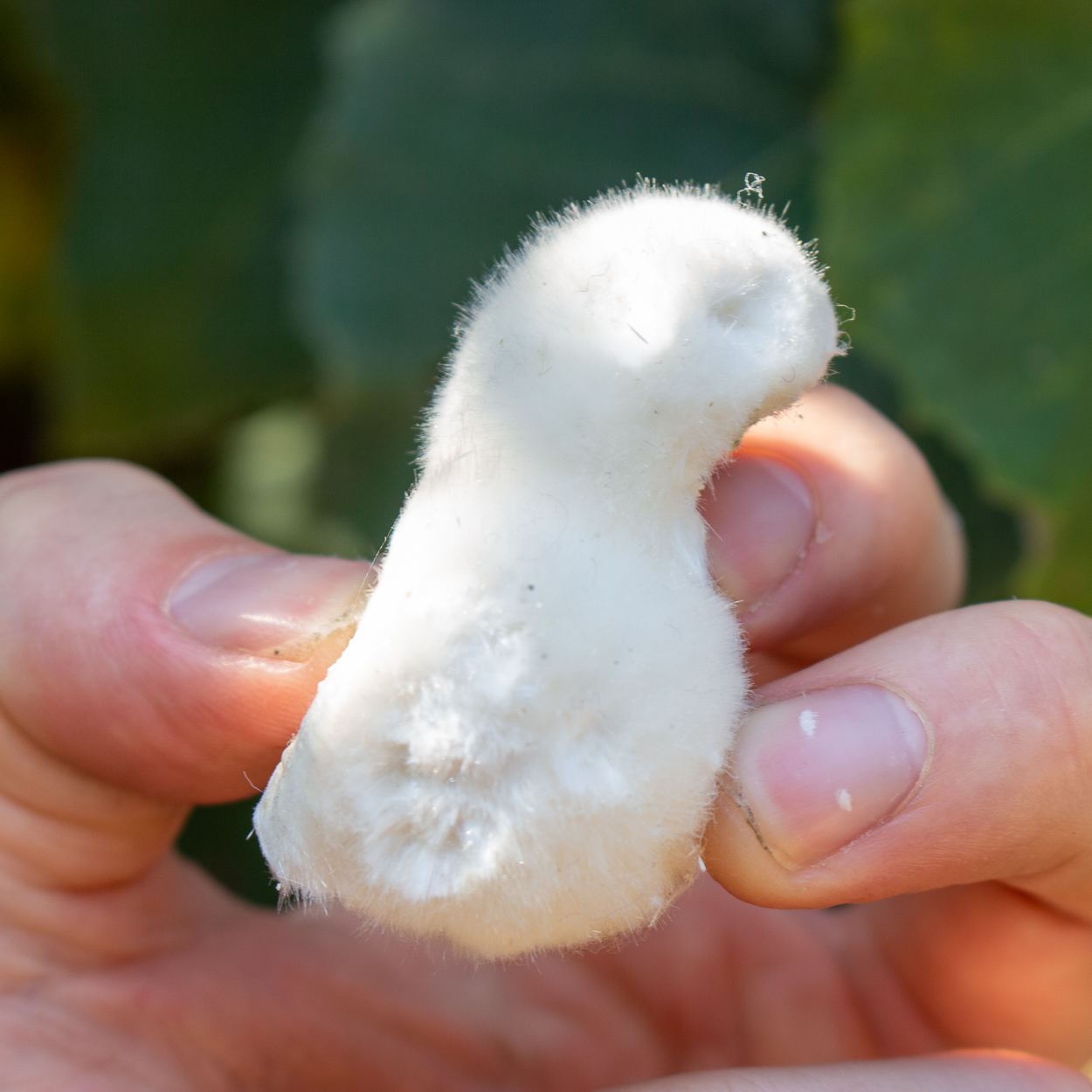 Small Okenite - The Crystal Council