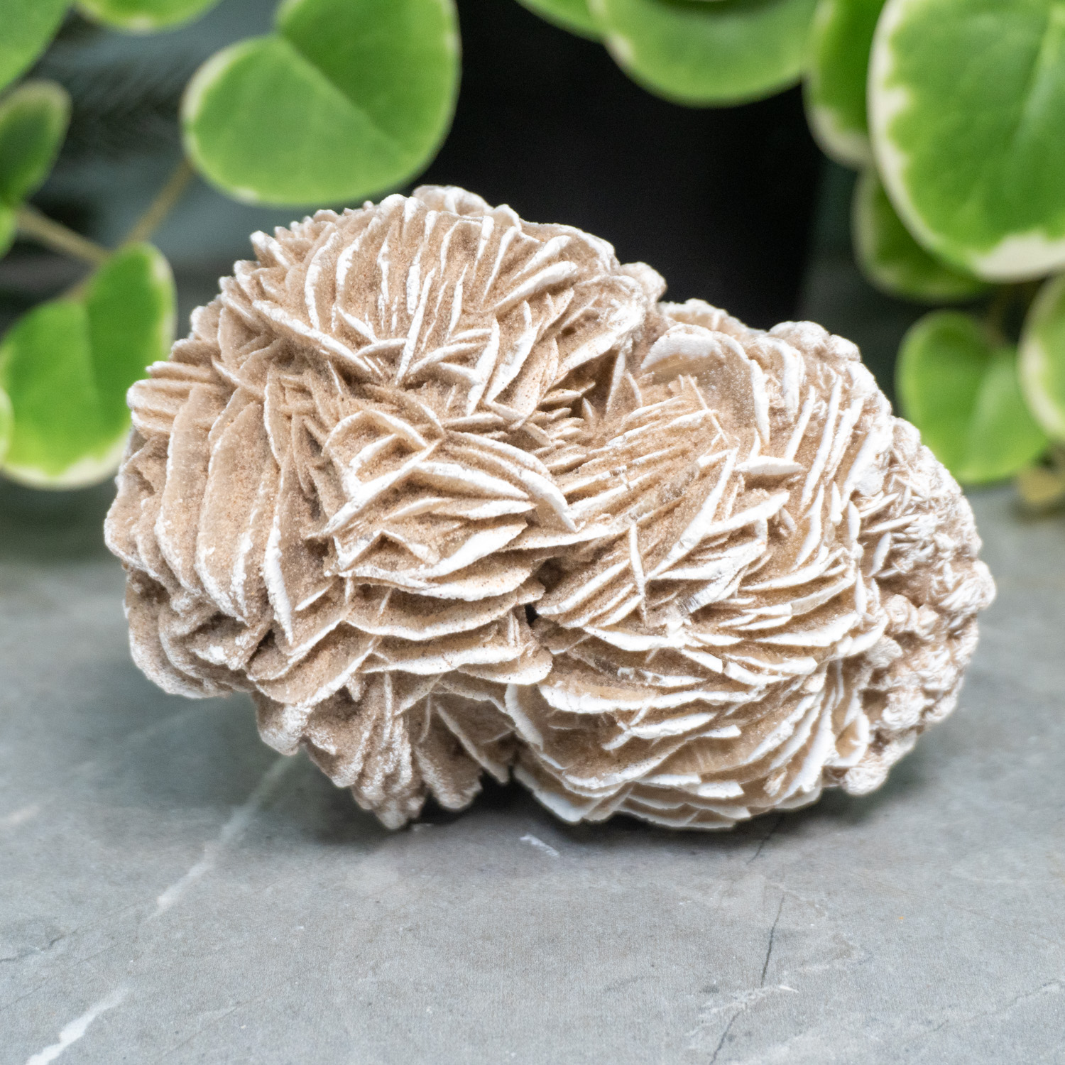 Desert Rose Selenite #1 - The Crystal Council