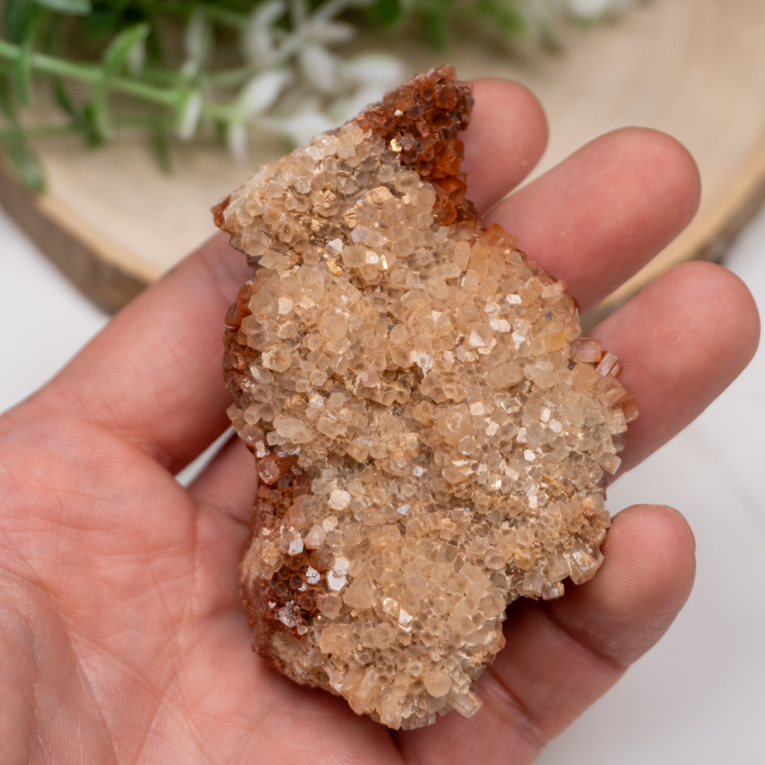 Aragonite #12 - The Crystal Council