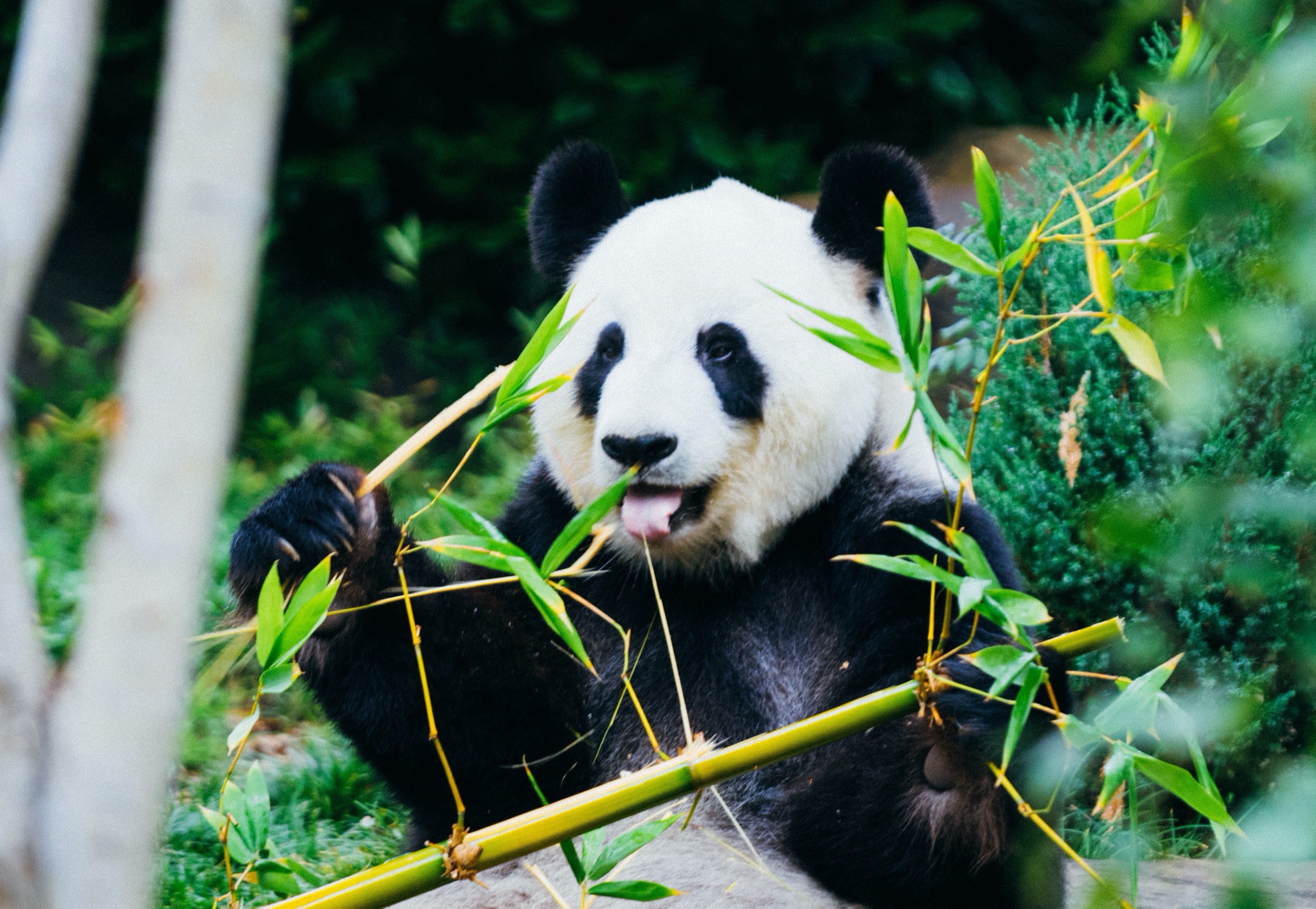 January Charity Stone - Pandas International - The Crystal Council