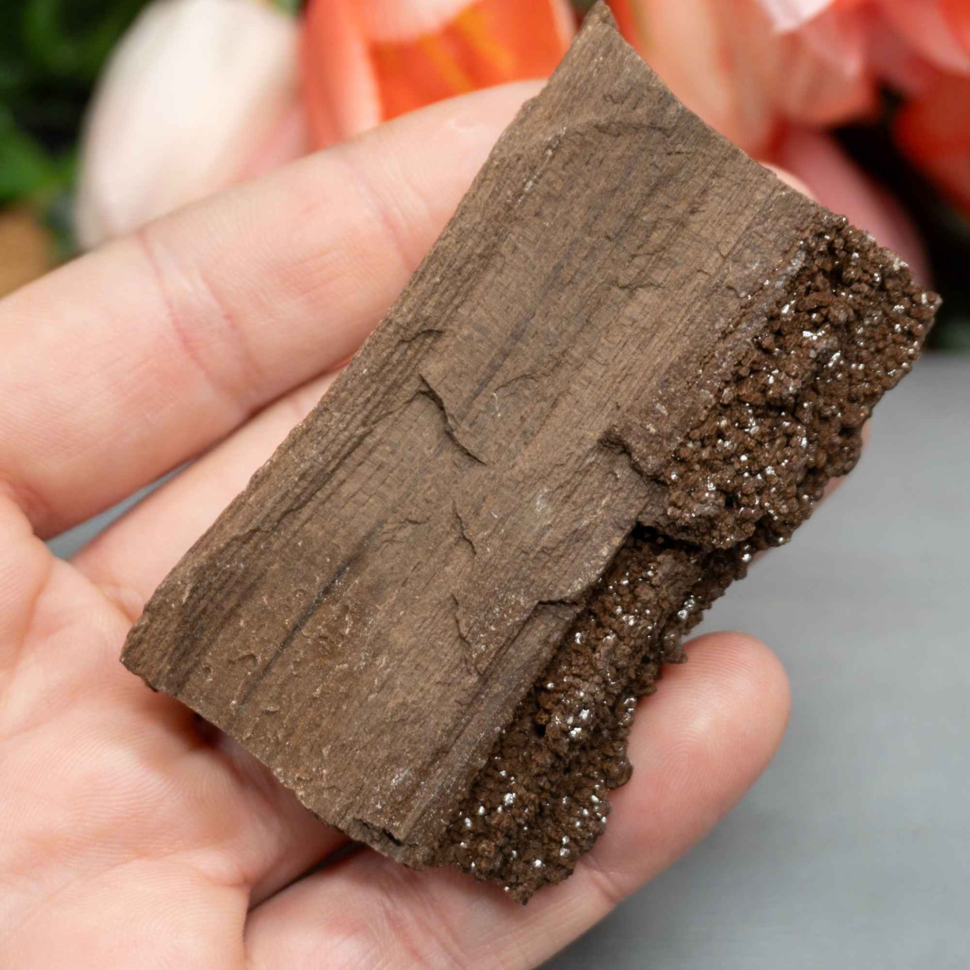 Petrified Wood with Quartz #1 - The Crystal Council