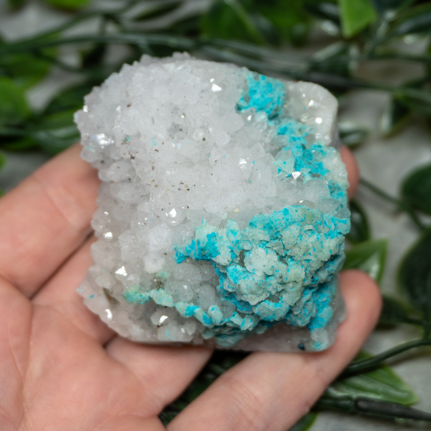 Large Turquoise on Quartz #3 - The Crystal Council