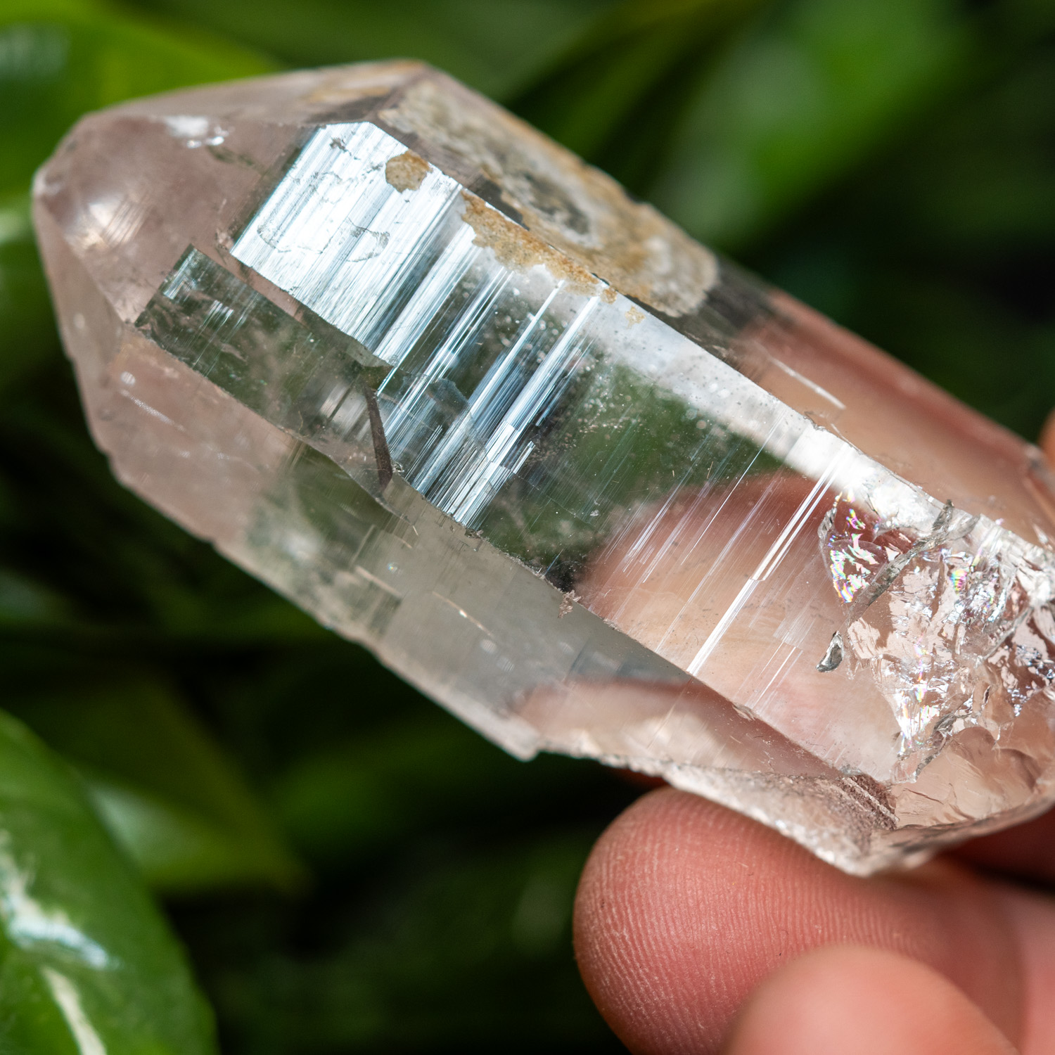 Himalayan Quartz Medium #8 - The Crystal Council