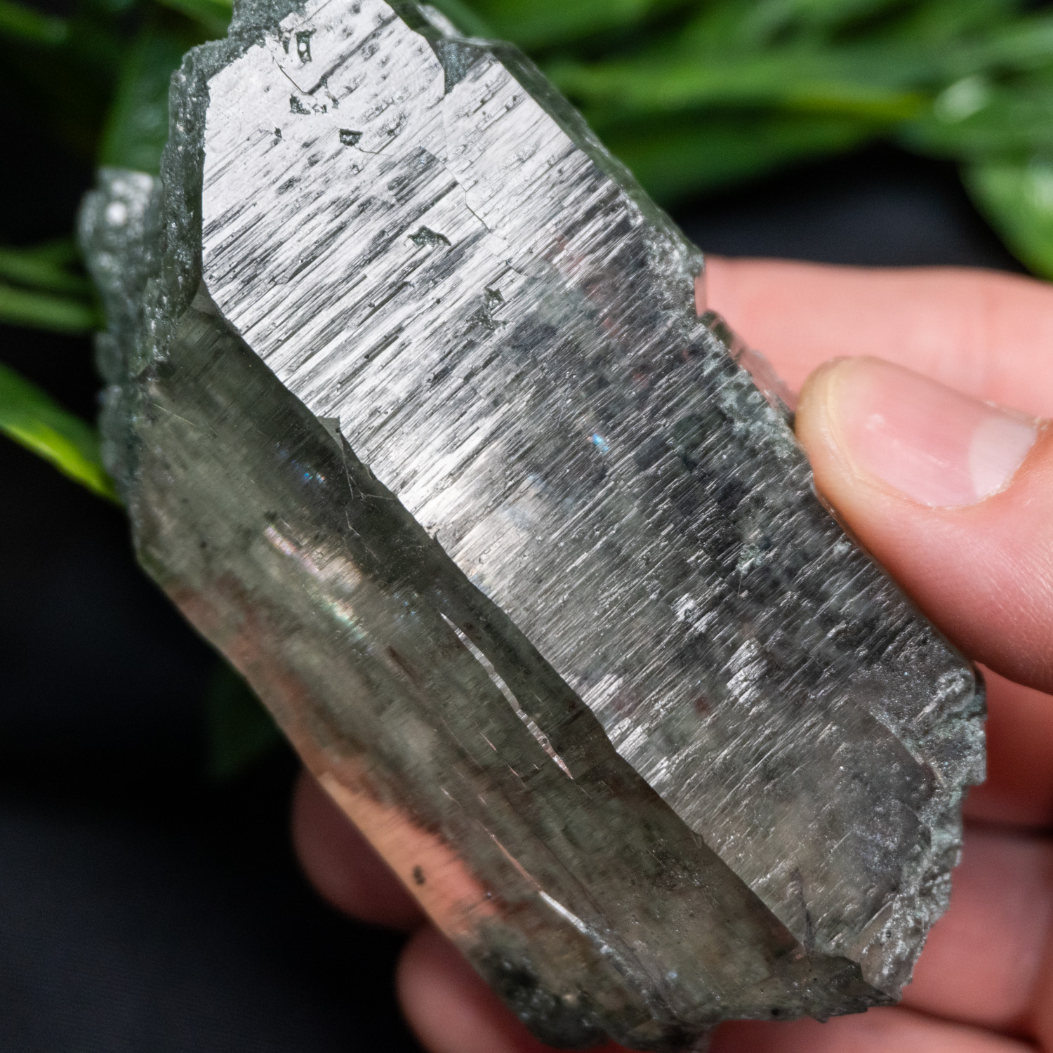 Himalayan Quartz Large #4 - The Crystal Council