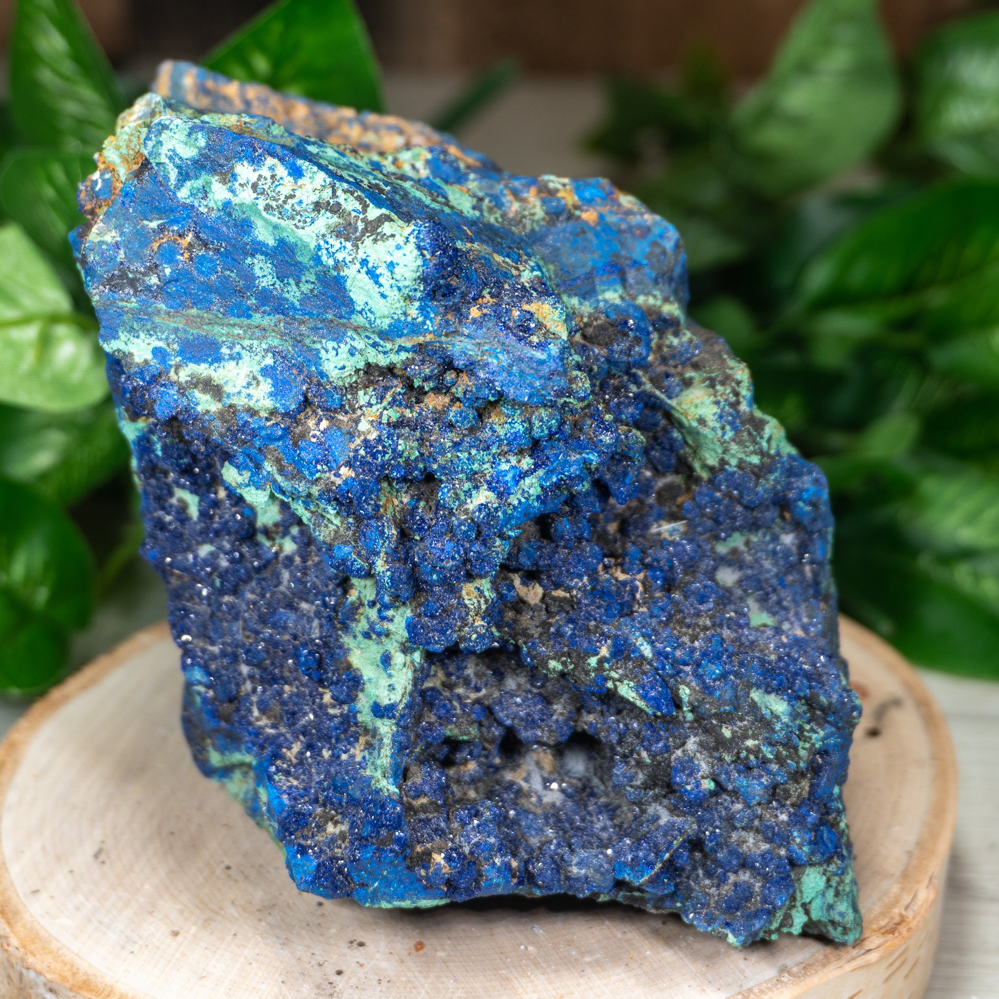 Large Druzy Morenci Azurite Over Malachite #2 - The Crystal Council