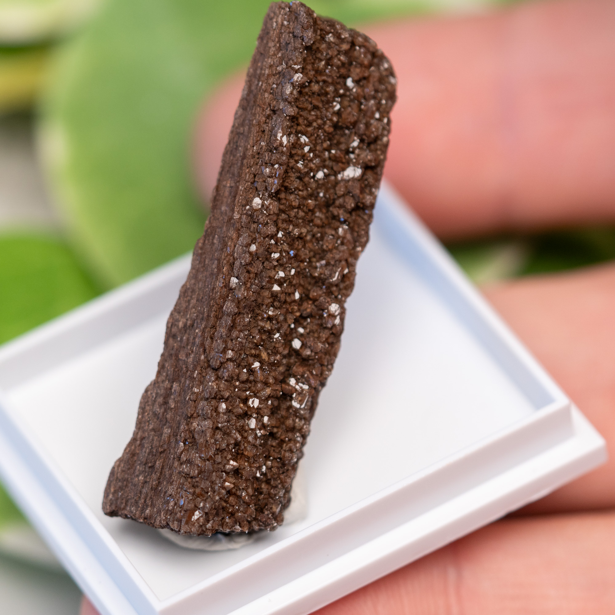 Petrified Wood with Quartz Coating #5 - The Crystal Council