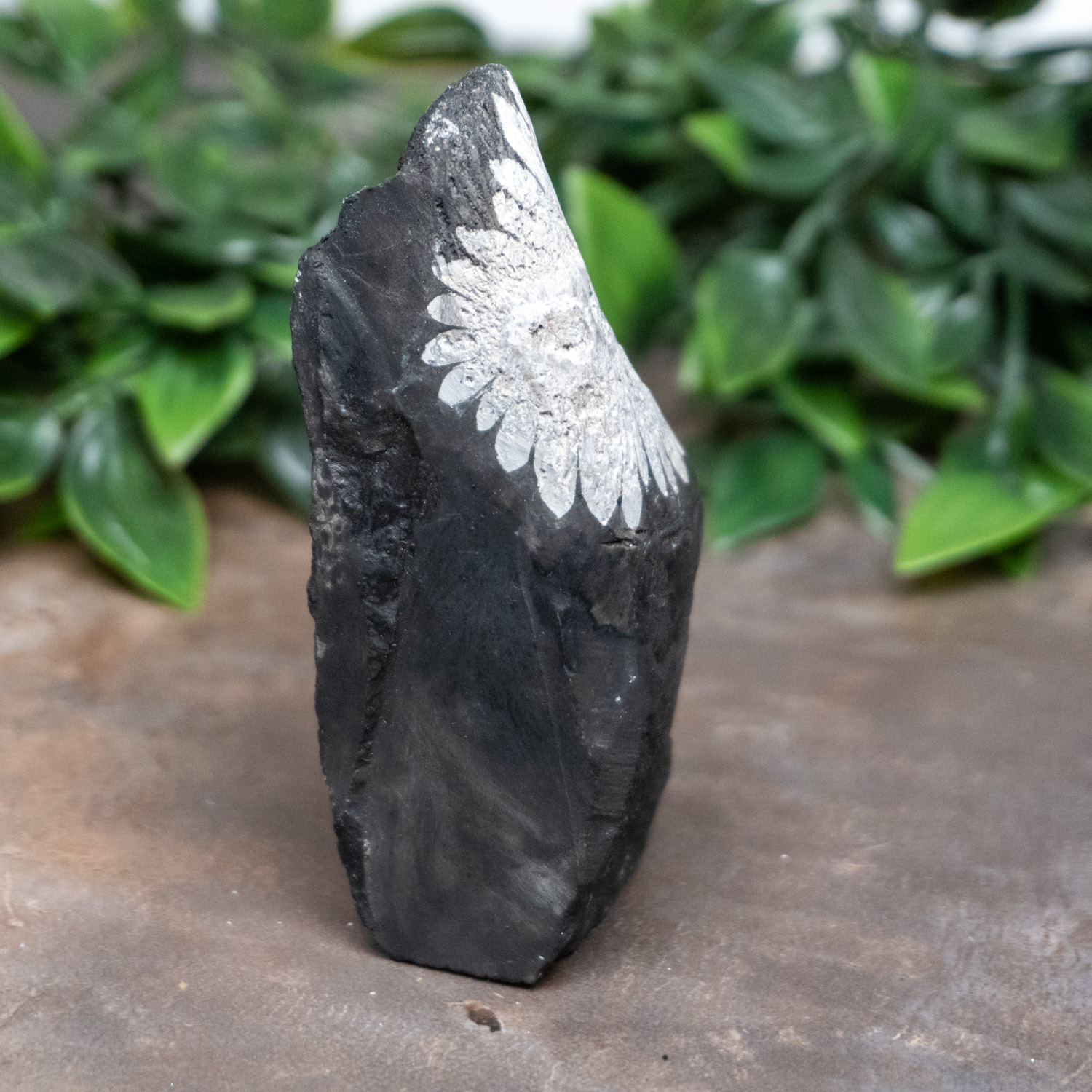 Chrysanthemum Stone #1 - The Crystal Council