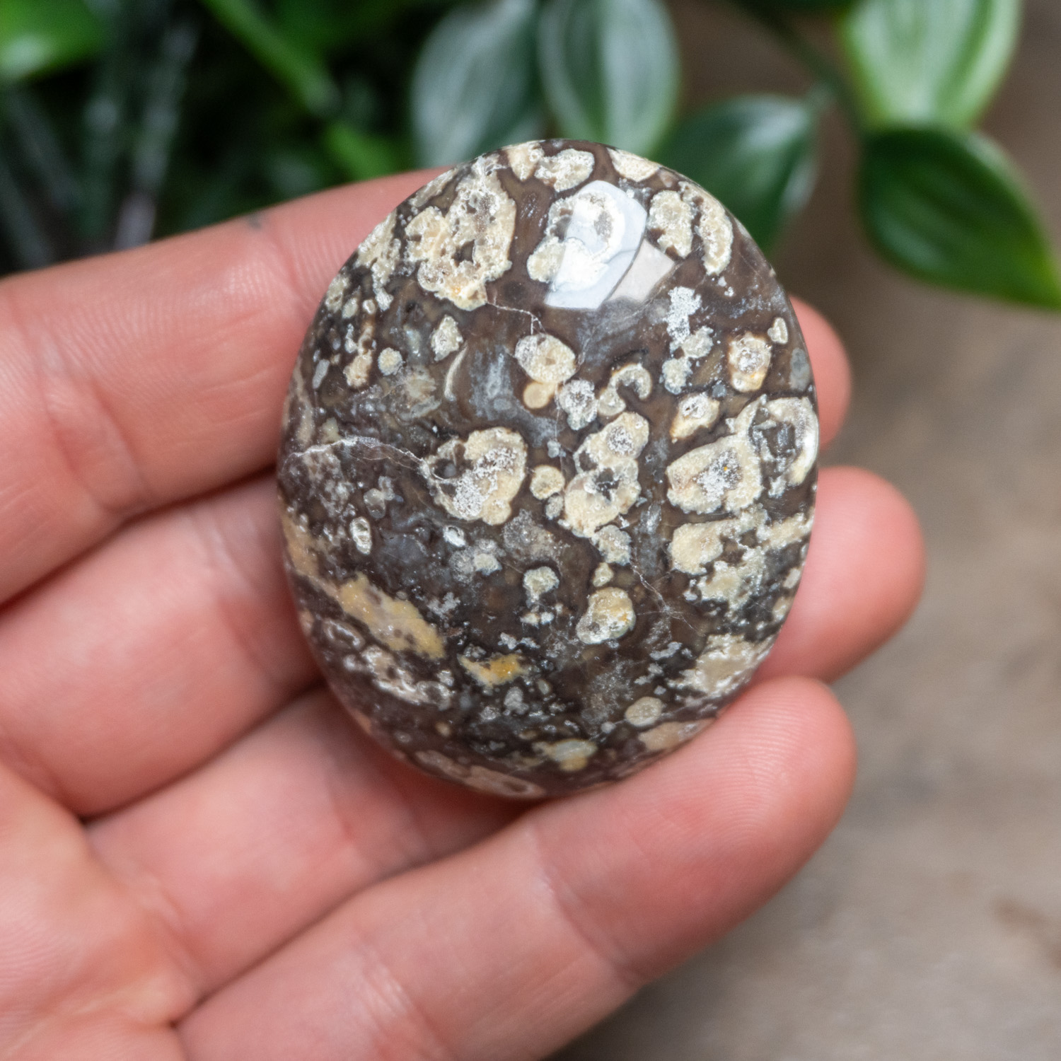 Geyserite Palmstone - The Crystal Council