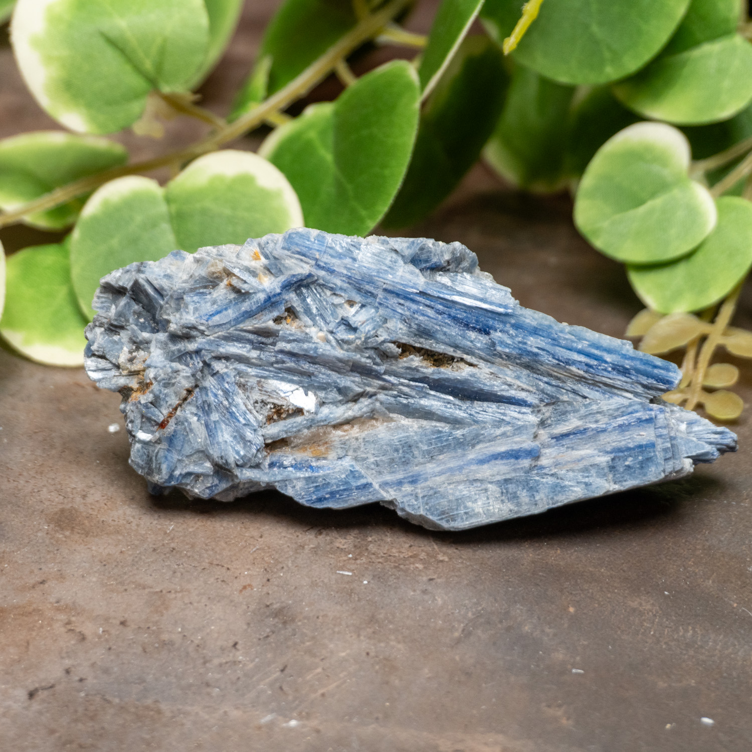 Blue Kyanite Raw #5 - The Crystal Council