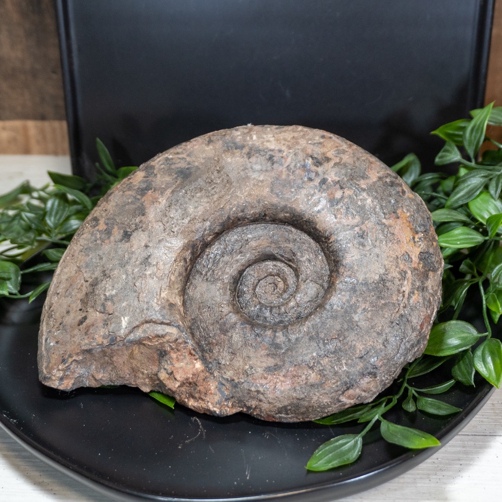 Large Raw Ammonite #1 - The Crystal Council