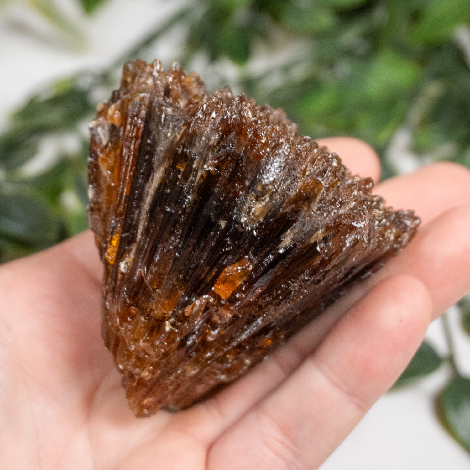 Amber Calcite #15 - The Crystal Council