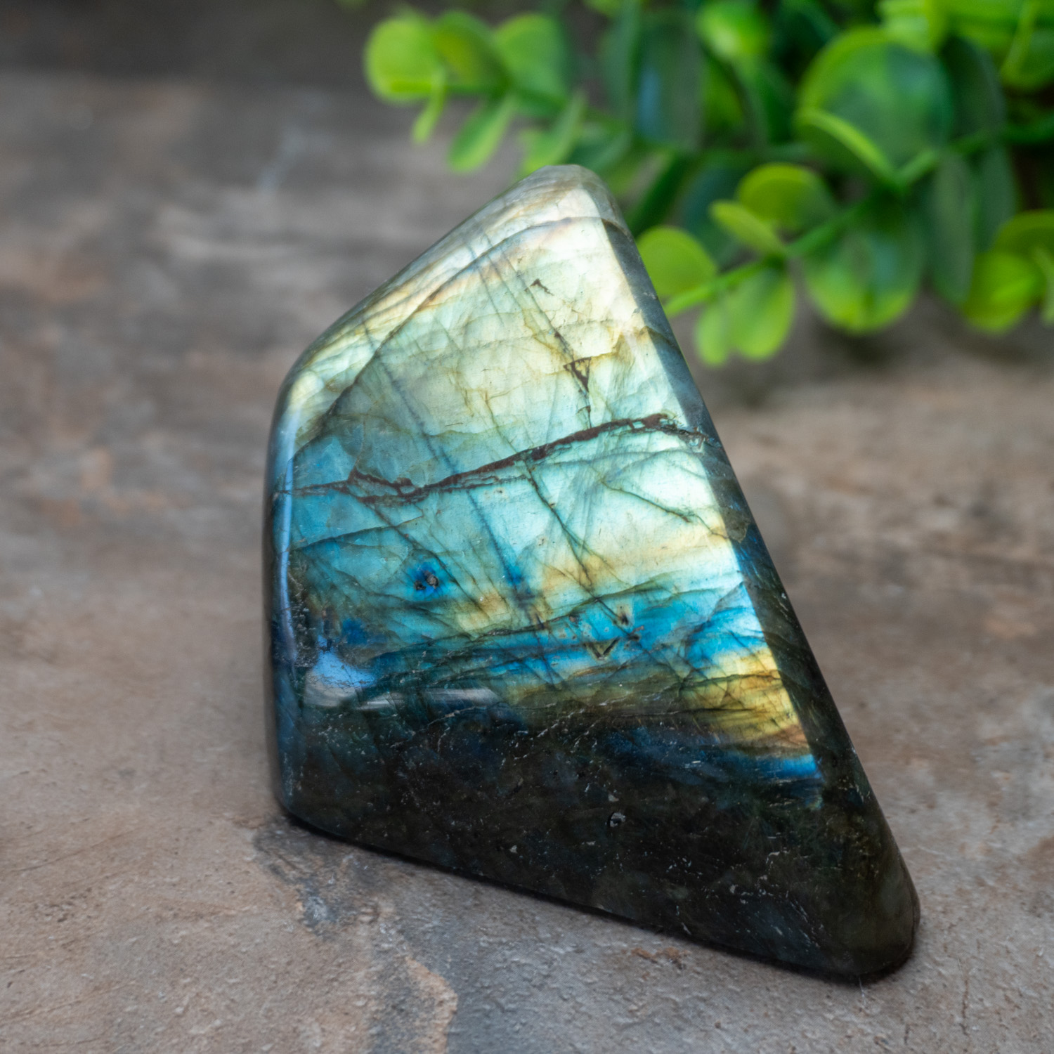 Labradorite Freeform #8 - The Crystal Council