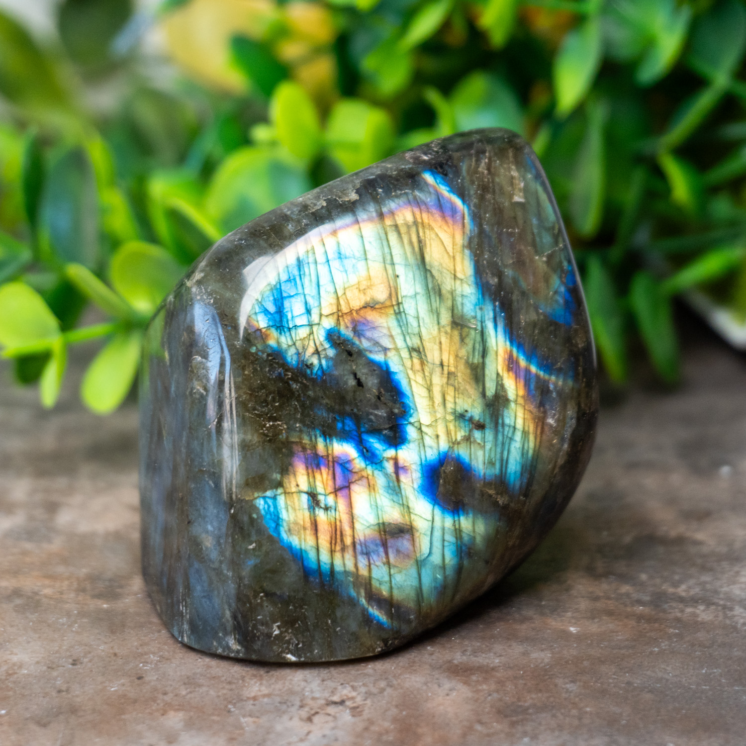 Labradorite Freeform #3 - The Crystal Council