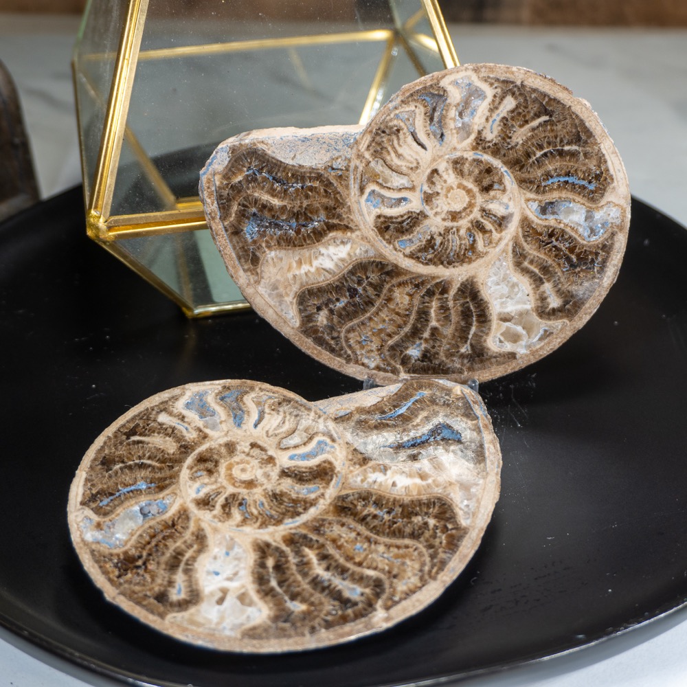 Polished Ammonite Pair - The Crystal Council