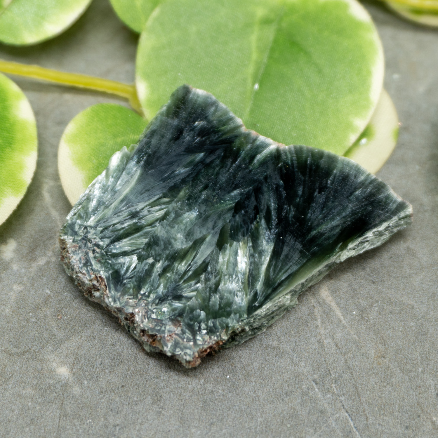 Seraphinite Slab #7 - The Crystal Council