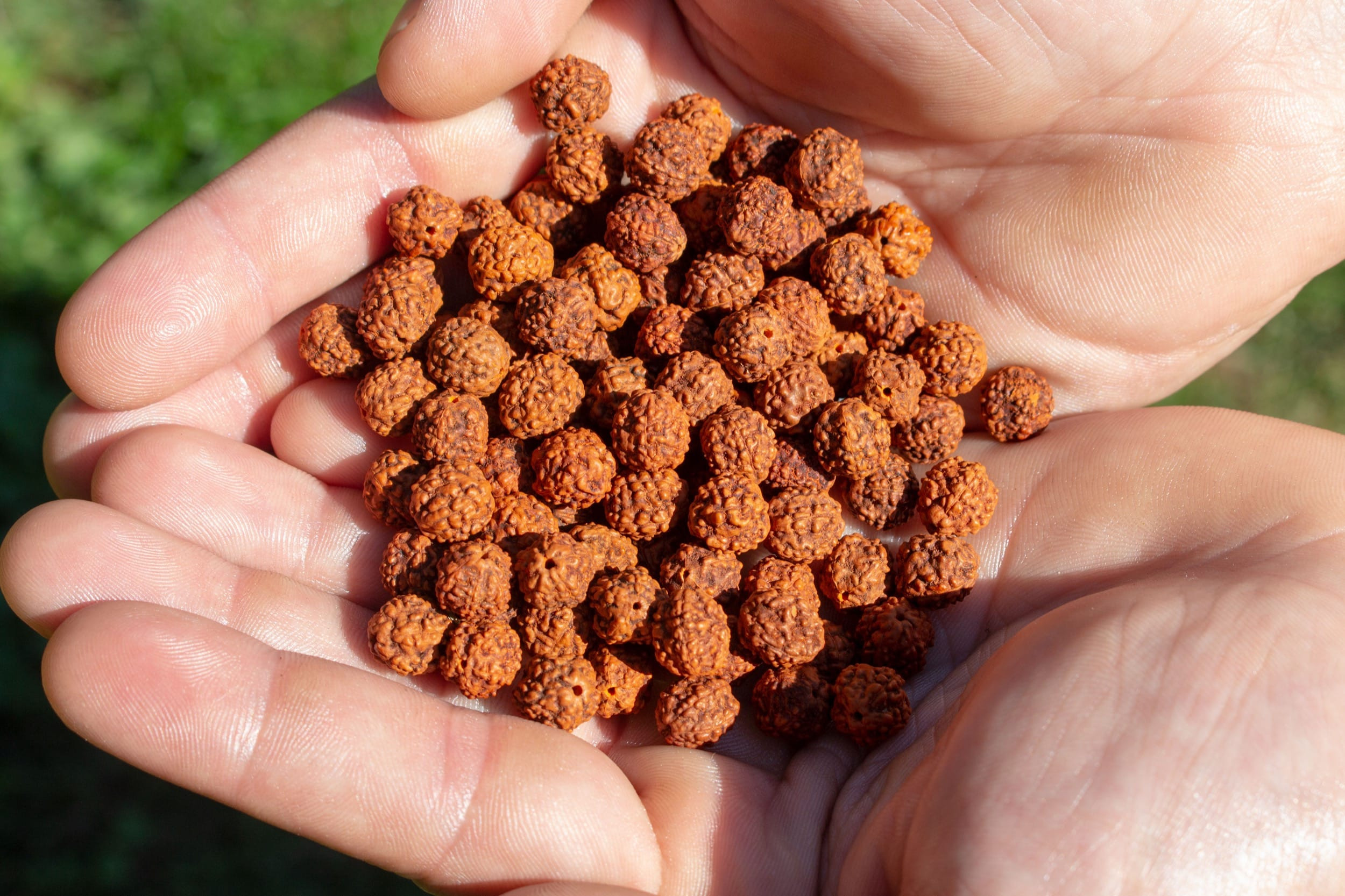 Rudraksha Meanings And Crystal Properties The Crystal Council
