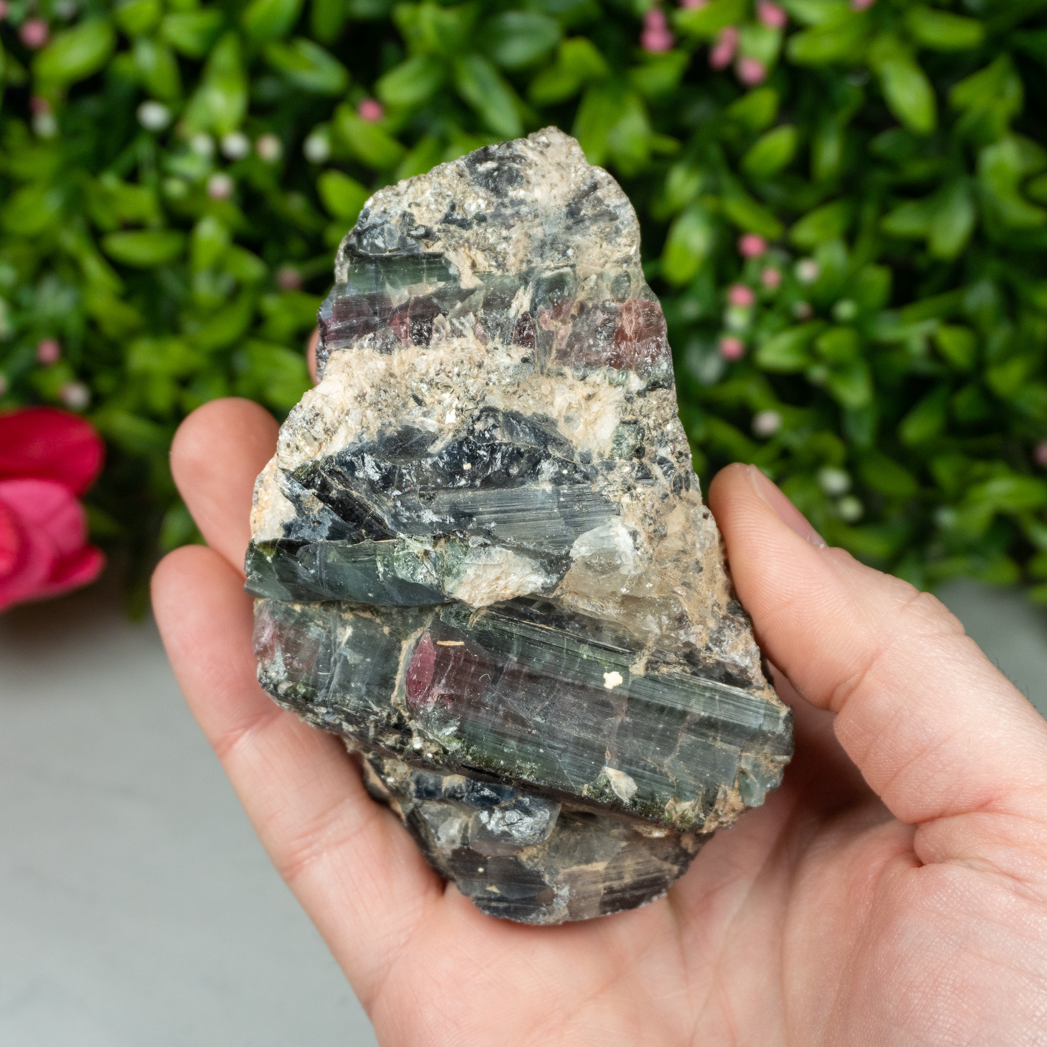 Large Watermelon Tourmaline #4 - The Crystal Council